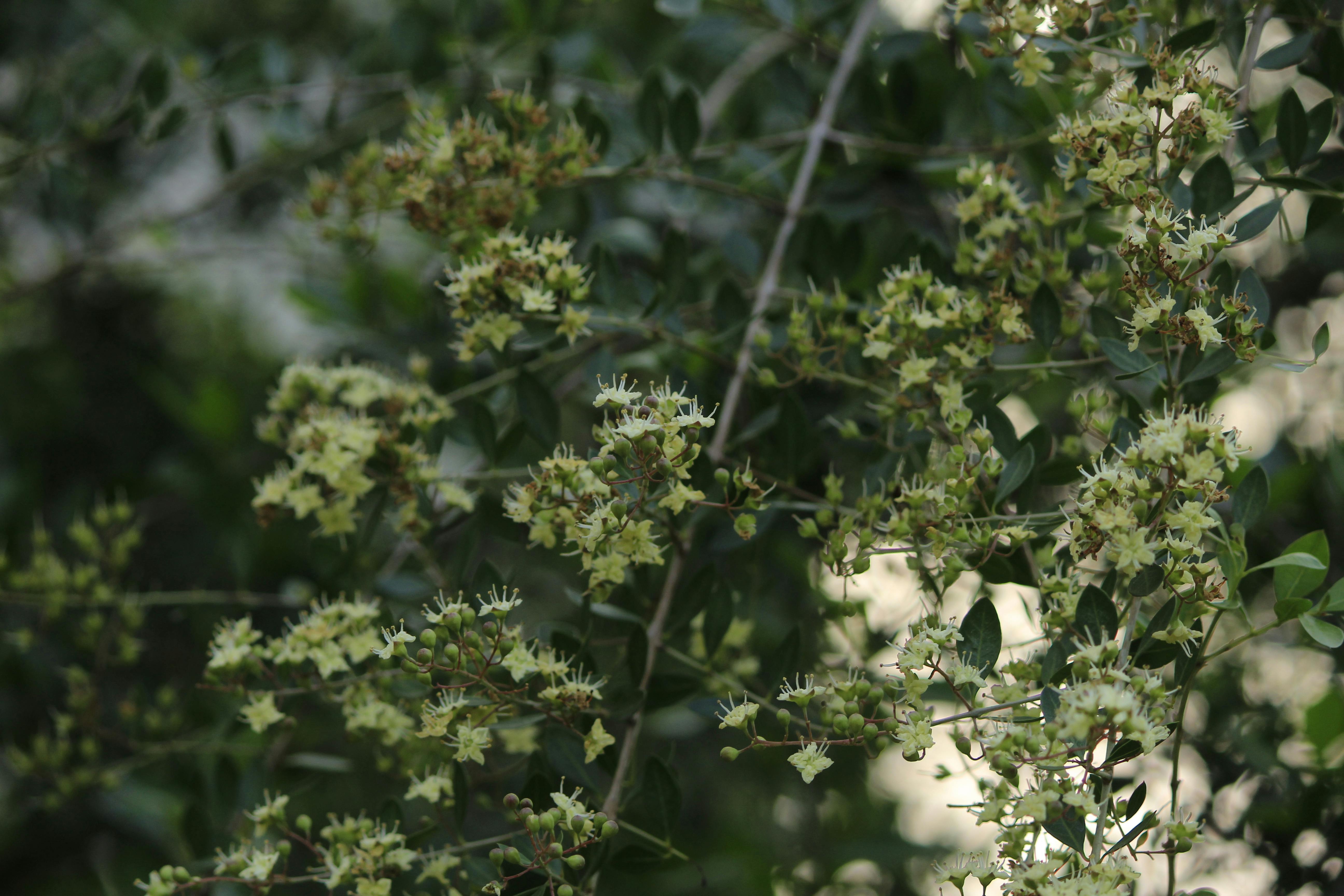 Close up of a Twig · Free Stock Photo