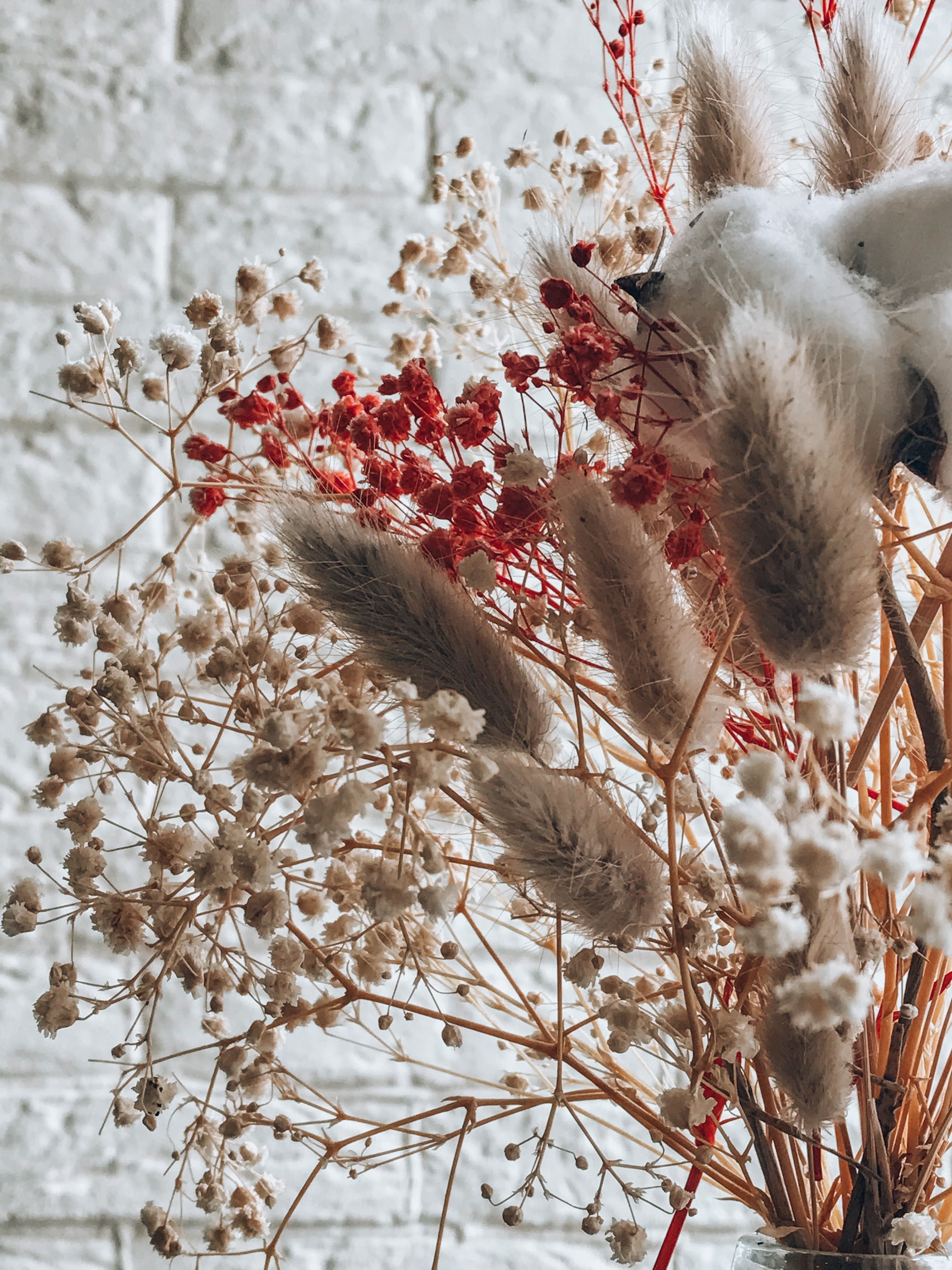 Angels Breath Flowers Reflection over a Mirror · Free Stock Photo