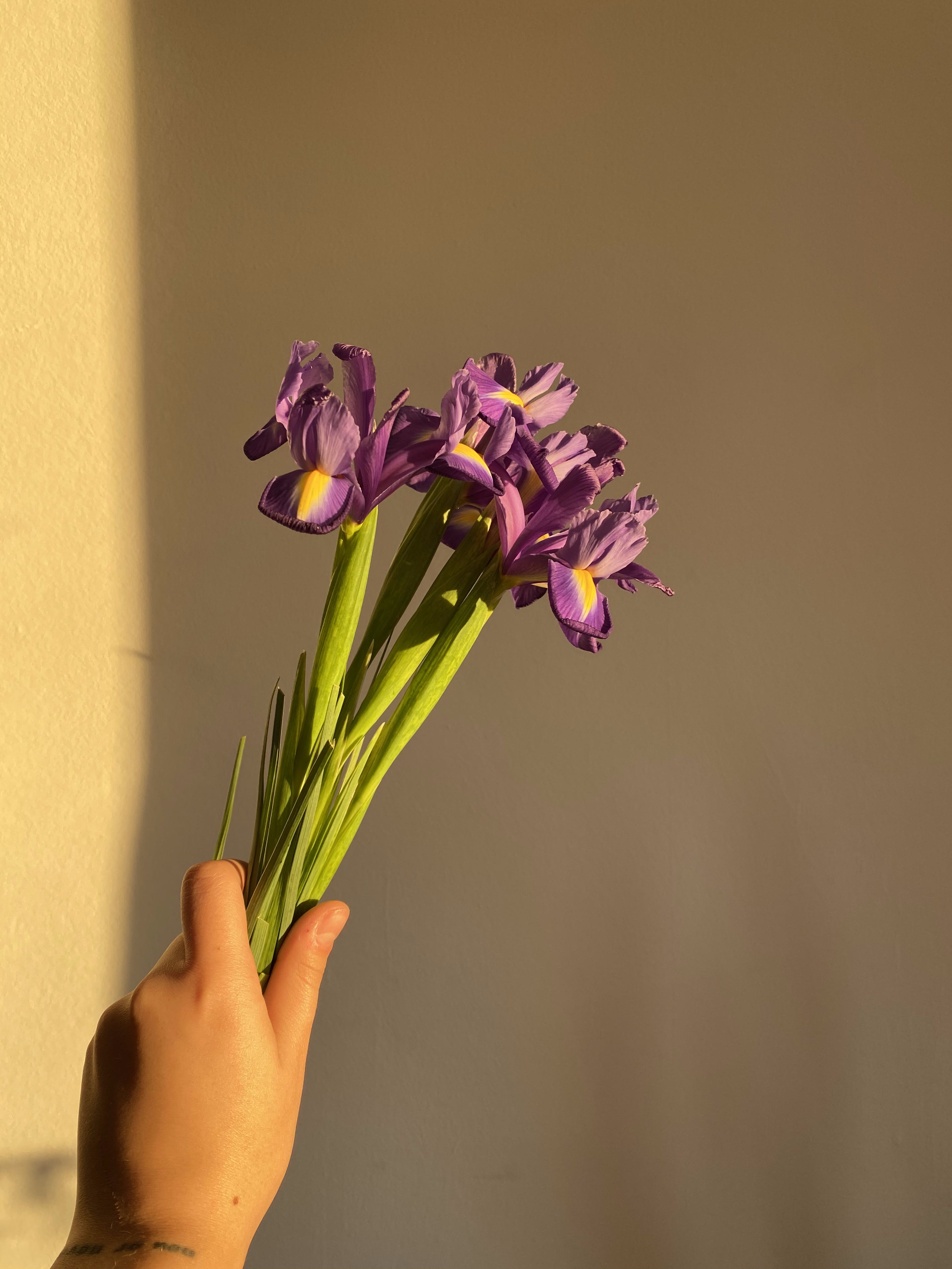 Iris Flower Bunch Photos, Download The BEST Free Iris Flower Bunch ...