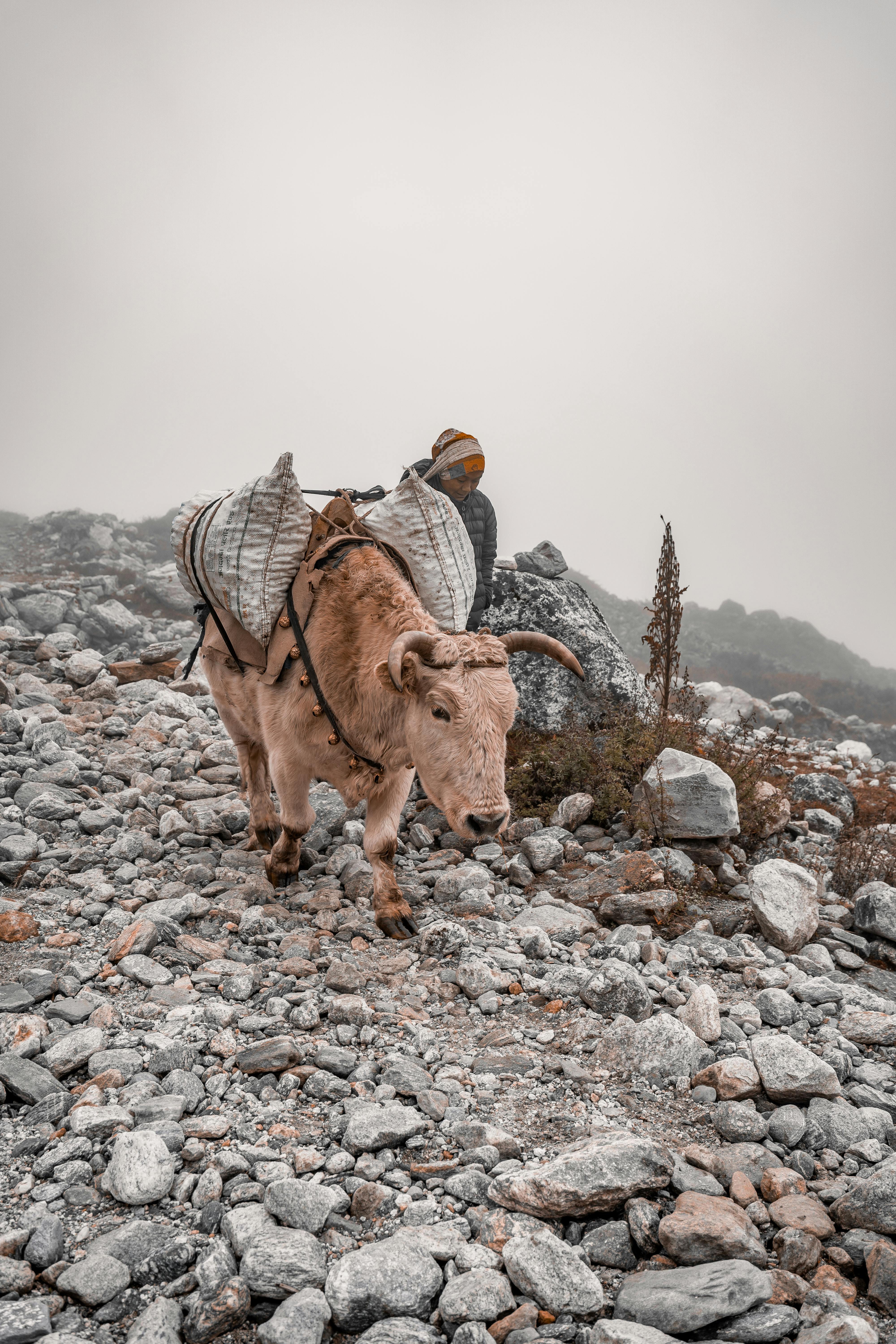 A Domestic Yak Carrying Load of Sacks · Free Stock Photo
