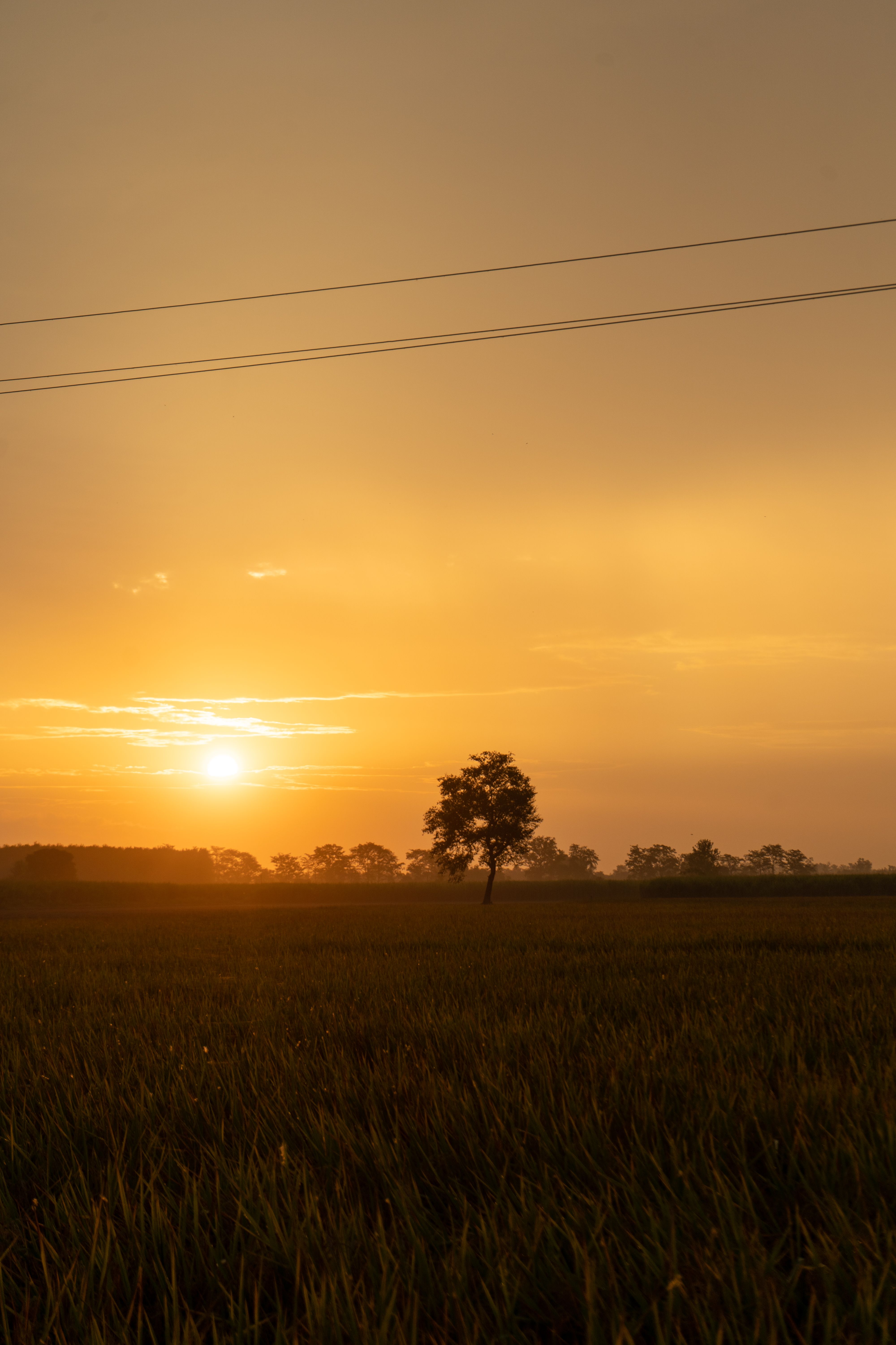 A Grass Field during Sunset · Free Stock Photo
