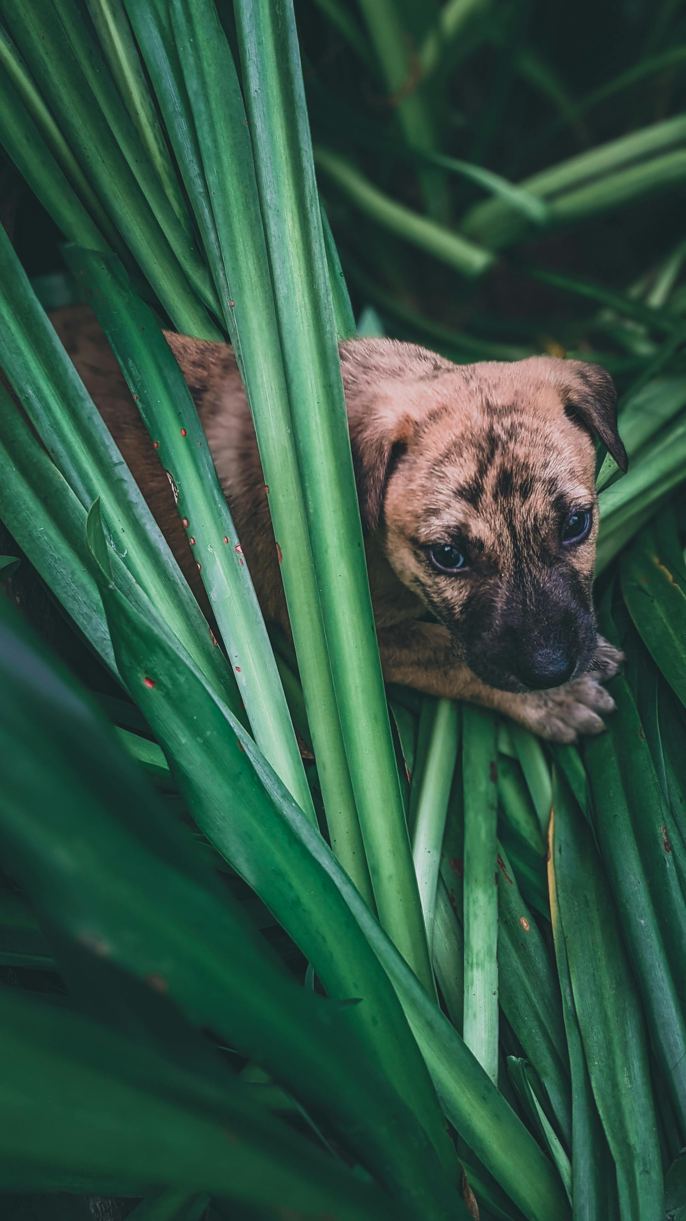 Green Screen Animal Photos, Download The BEST Free Green Screen Animal ...