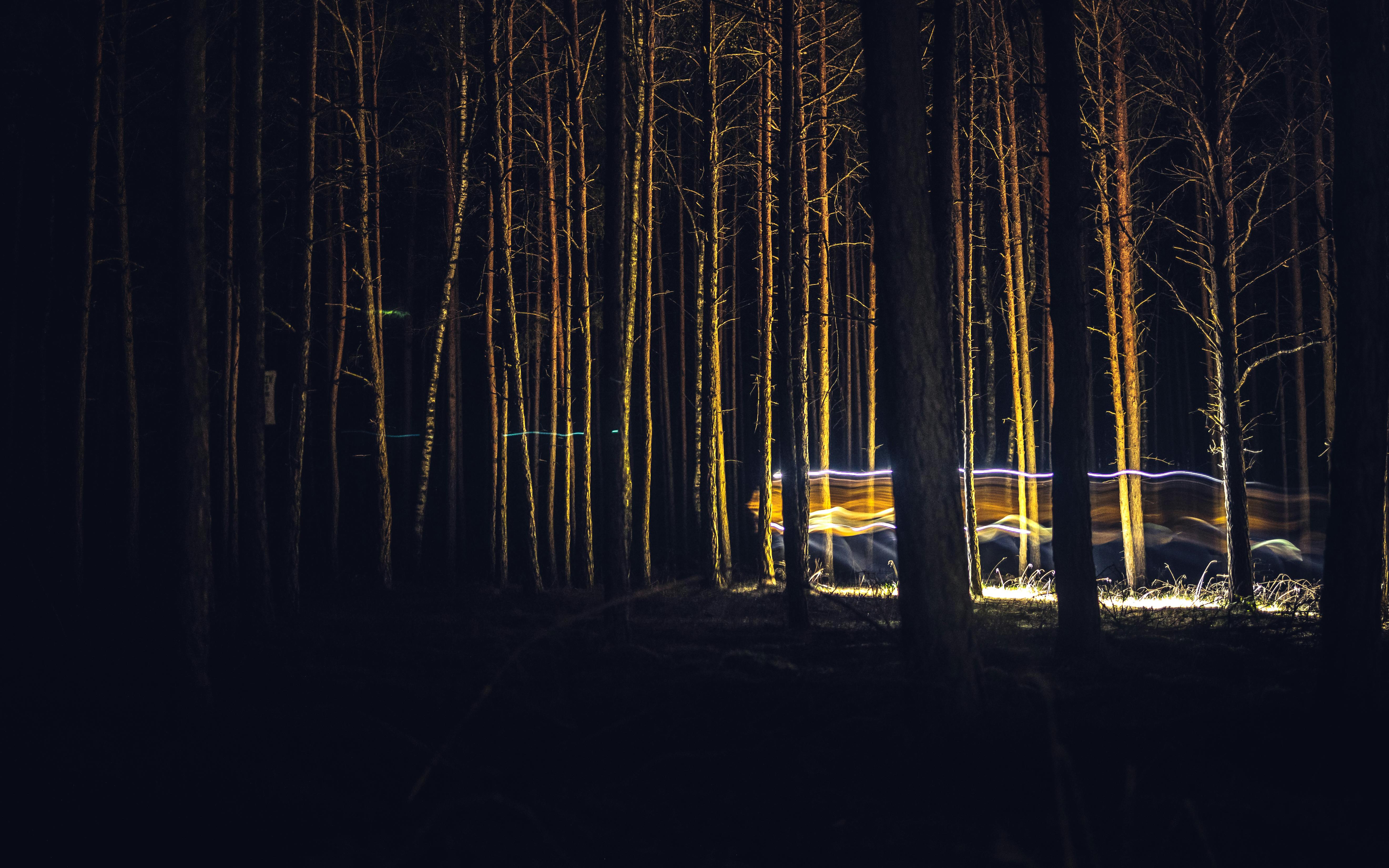 A Light Trail in the Forest · Free Stock Photo