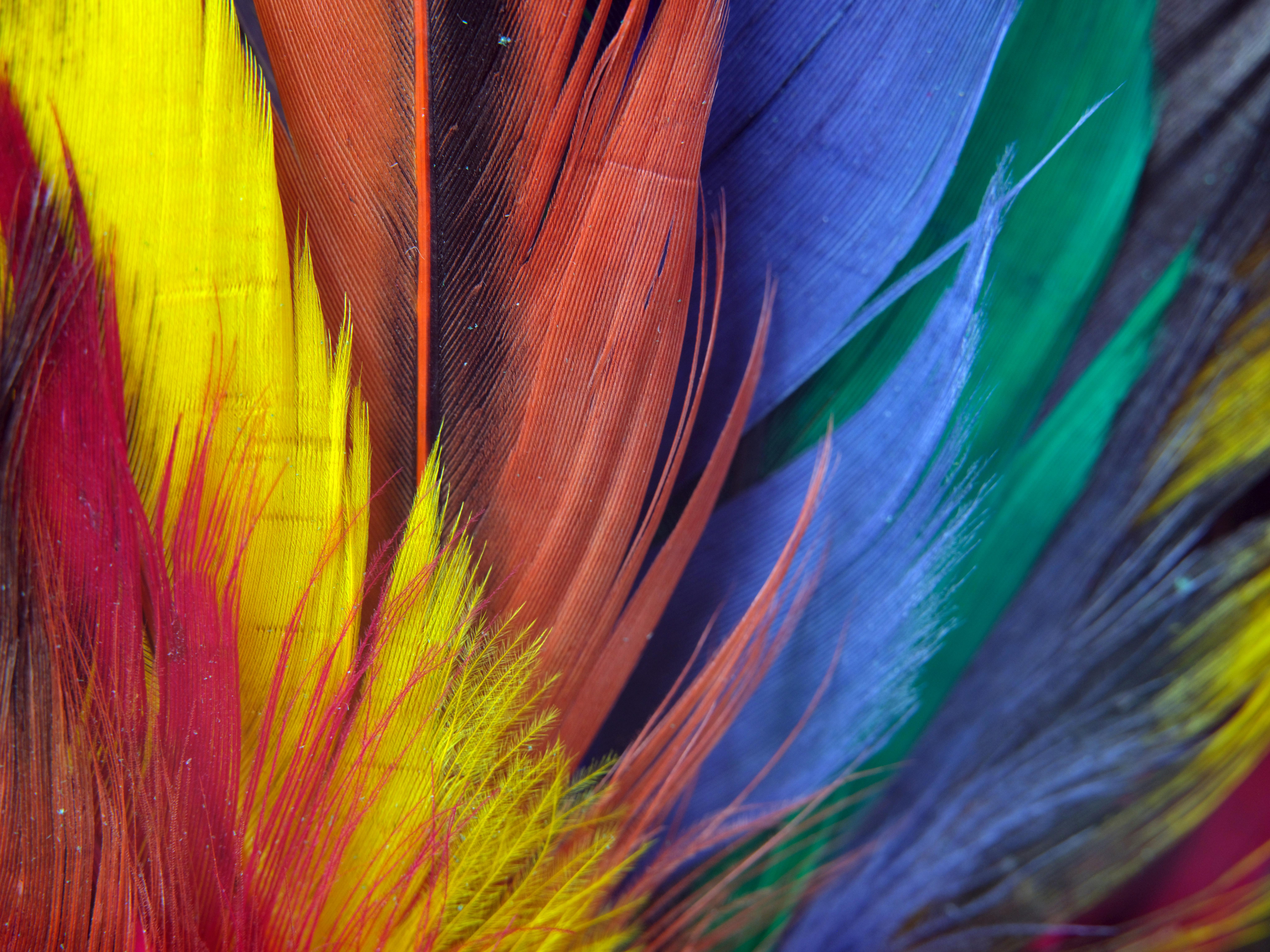 Yellow Blue and Red Feather · Free Stock Photo