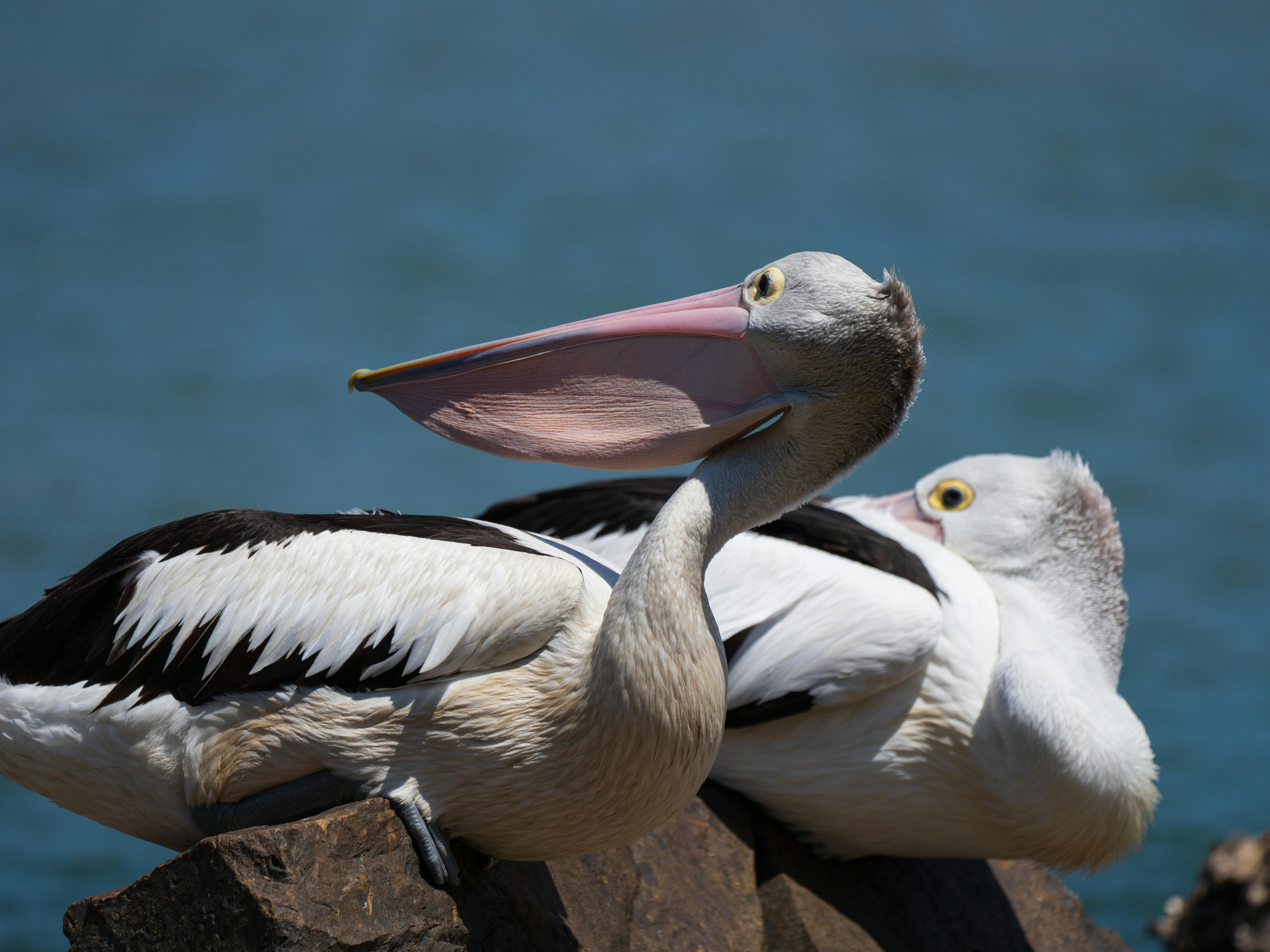 White Pelicans on Brown Rock Near Body of Water · Free Stock Photo