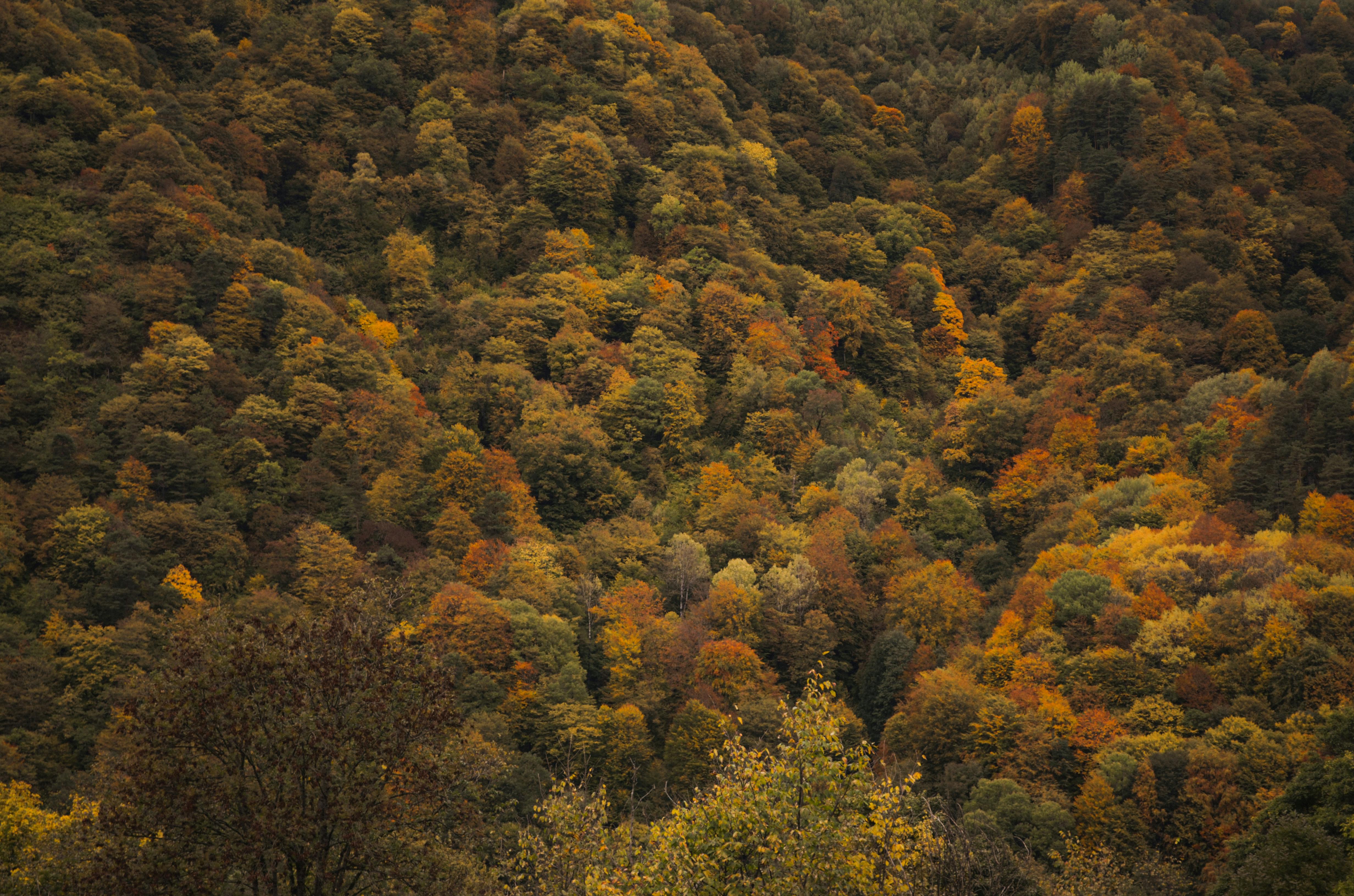 Aerial Shot of a Road In Between Trees During Autumn Season · Free ...
