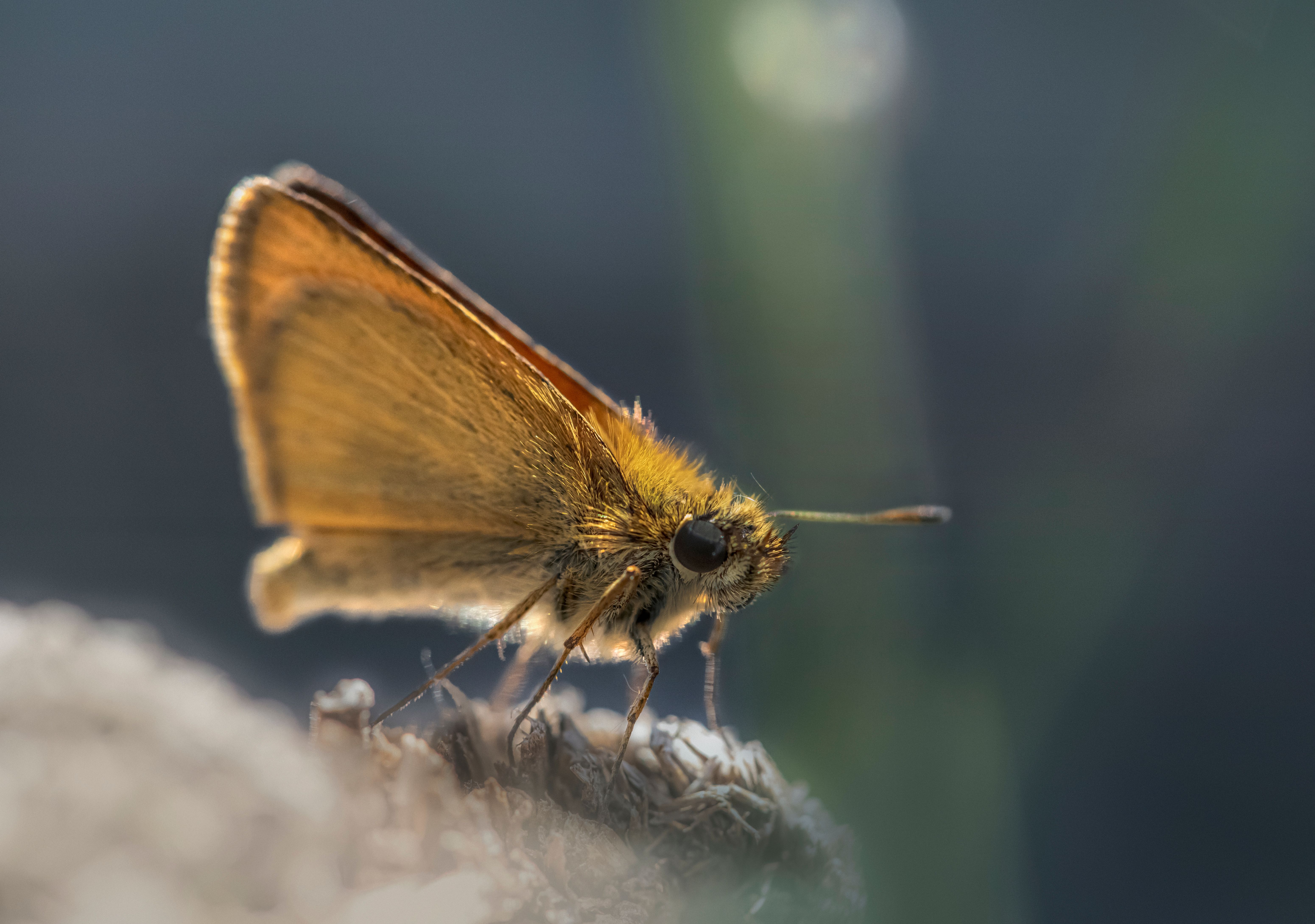 Small Skipper in Close-Up Photography · Free Stock Photo