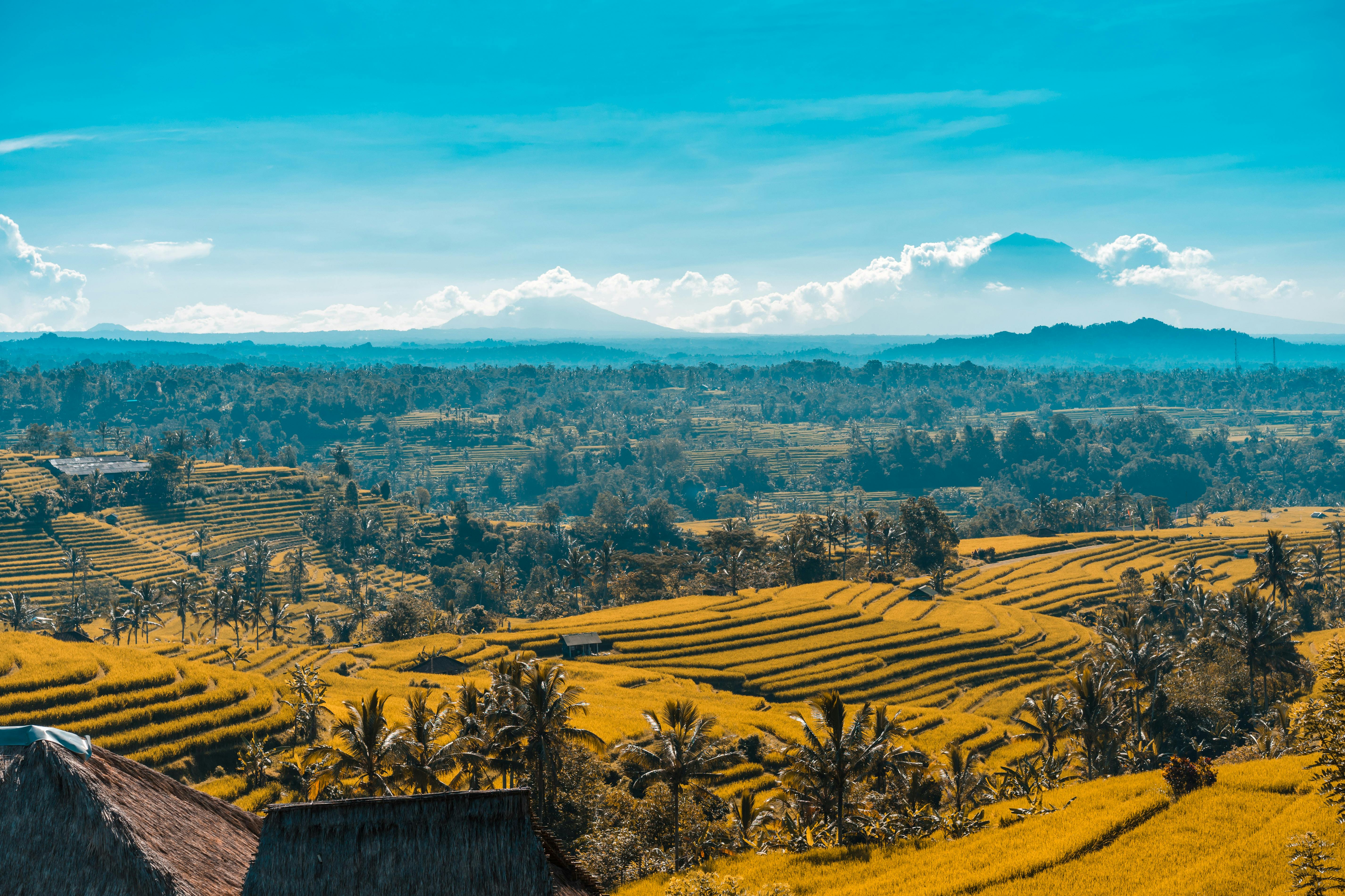 Blue Sky Rice Field Landscape Photos, Download The BEST Free Blue Sky ...