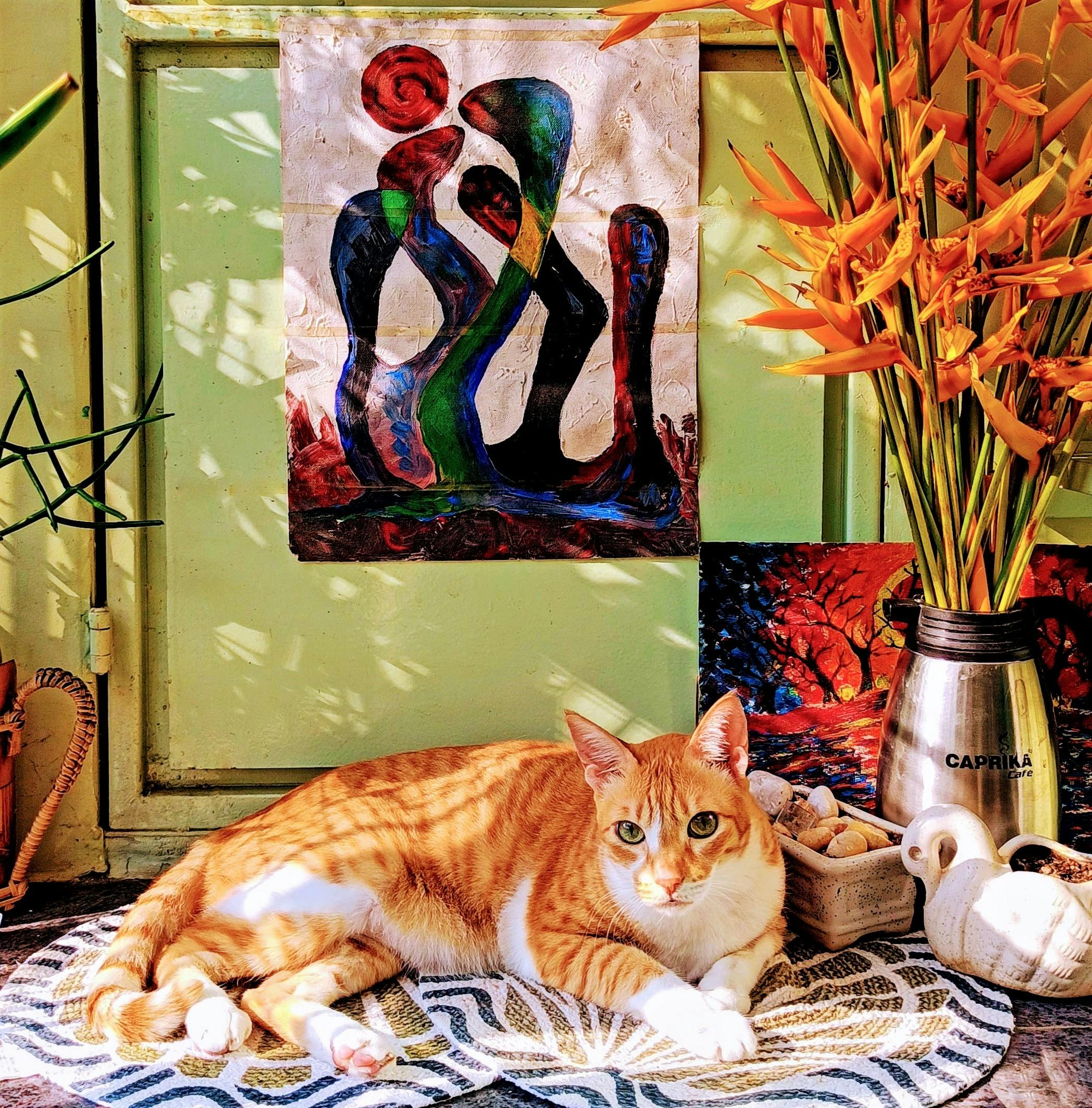 an Orange Tabby Cat Lying on Rug · Free Stock Photo