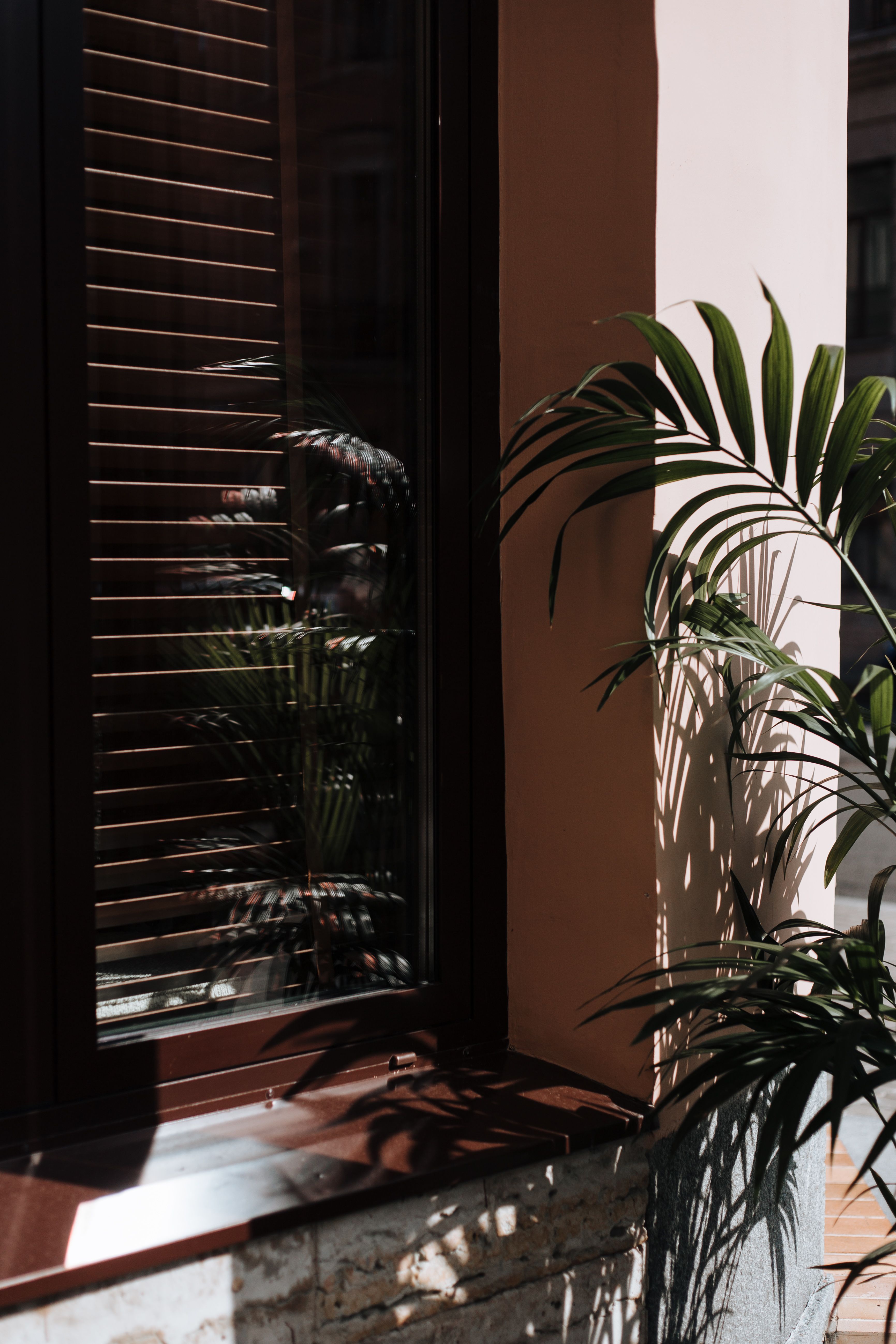 Green Plant Near the Window · Free Stock Photo