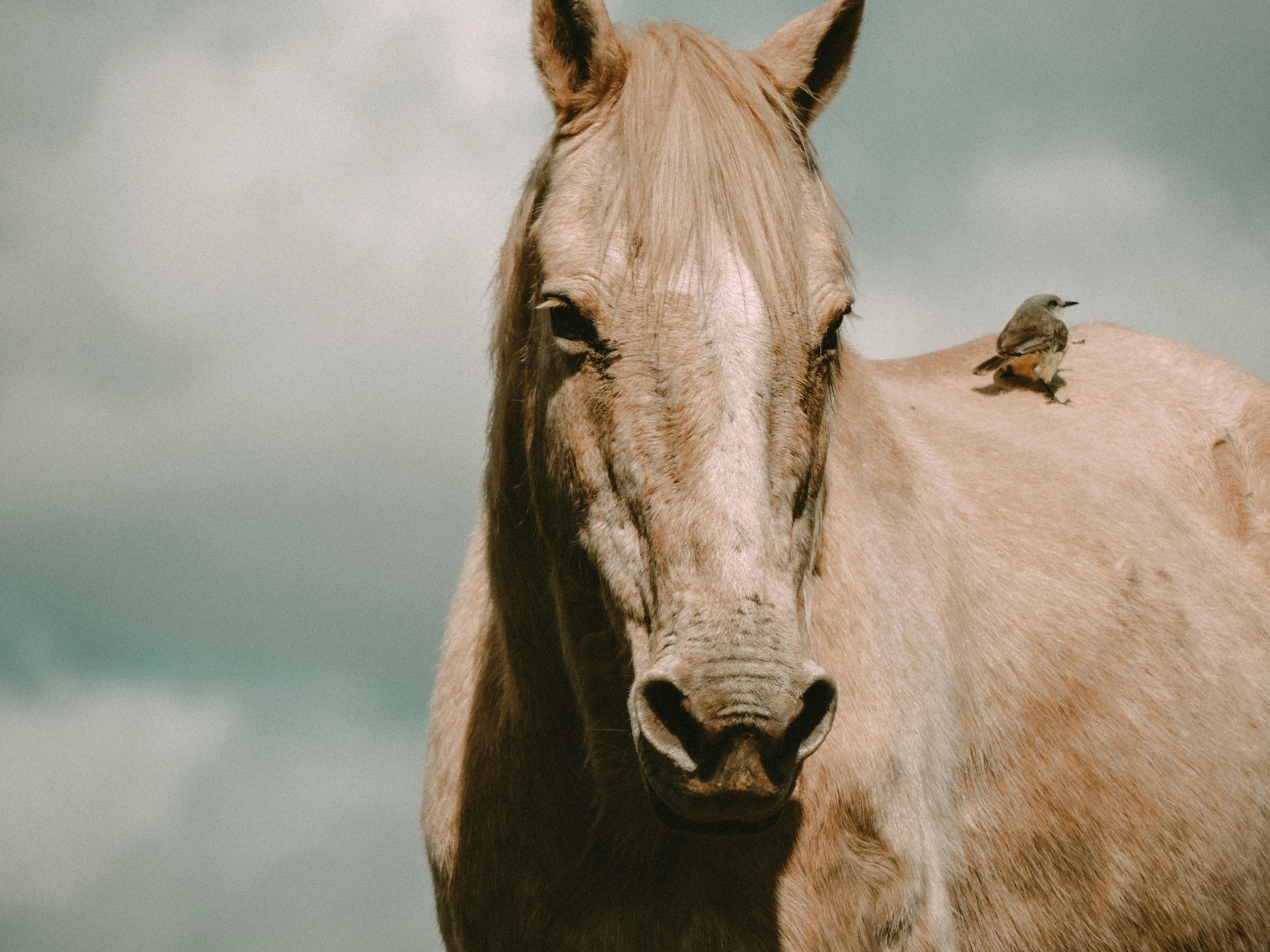 A Brown Horse with Bird at the Back · Free Stock Photo