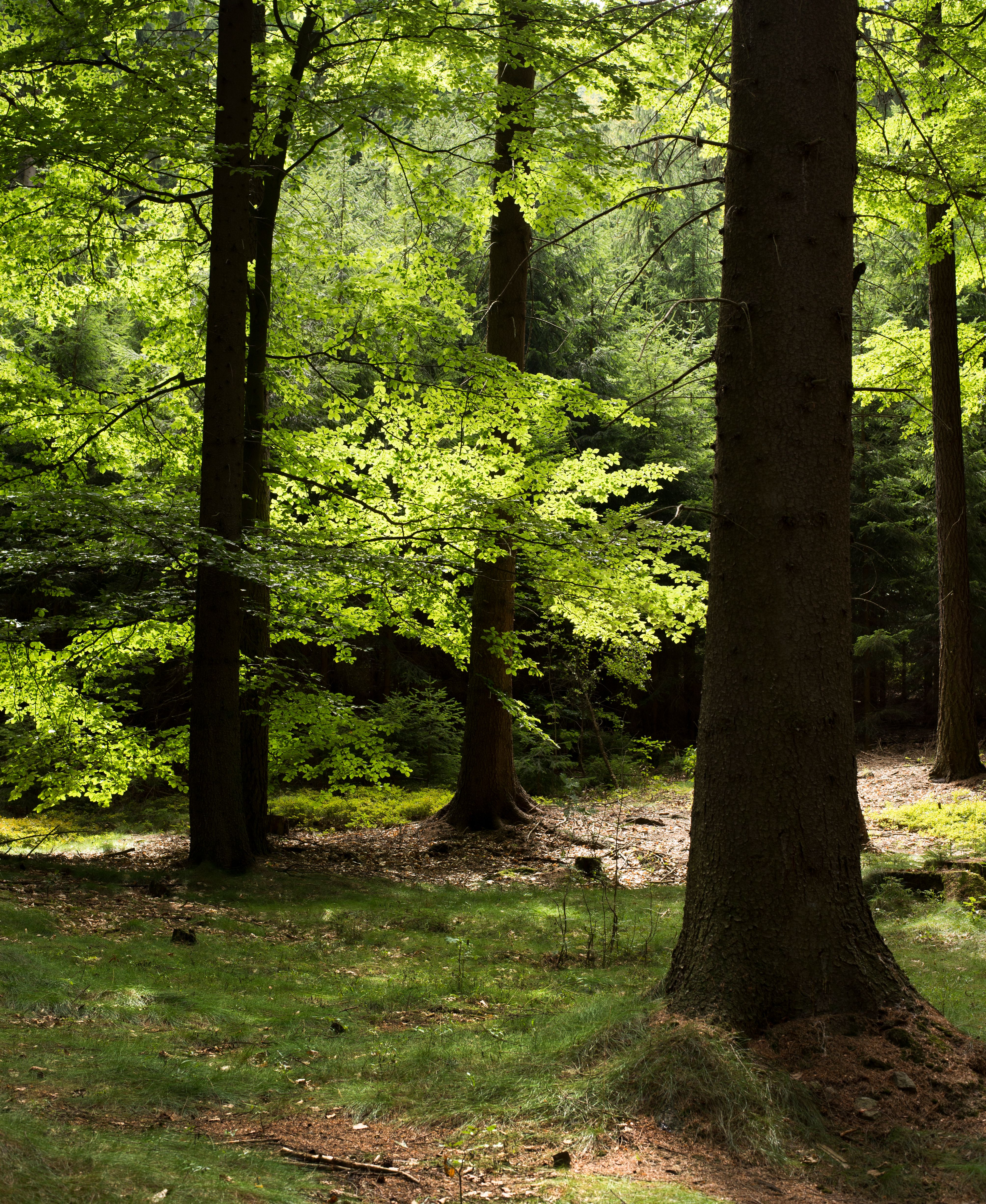Green Grass Under a Canopy of Lush Trees in the Woods · Free Stock Photo