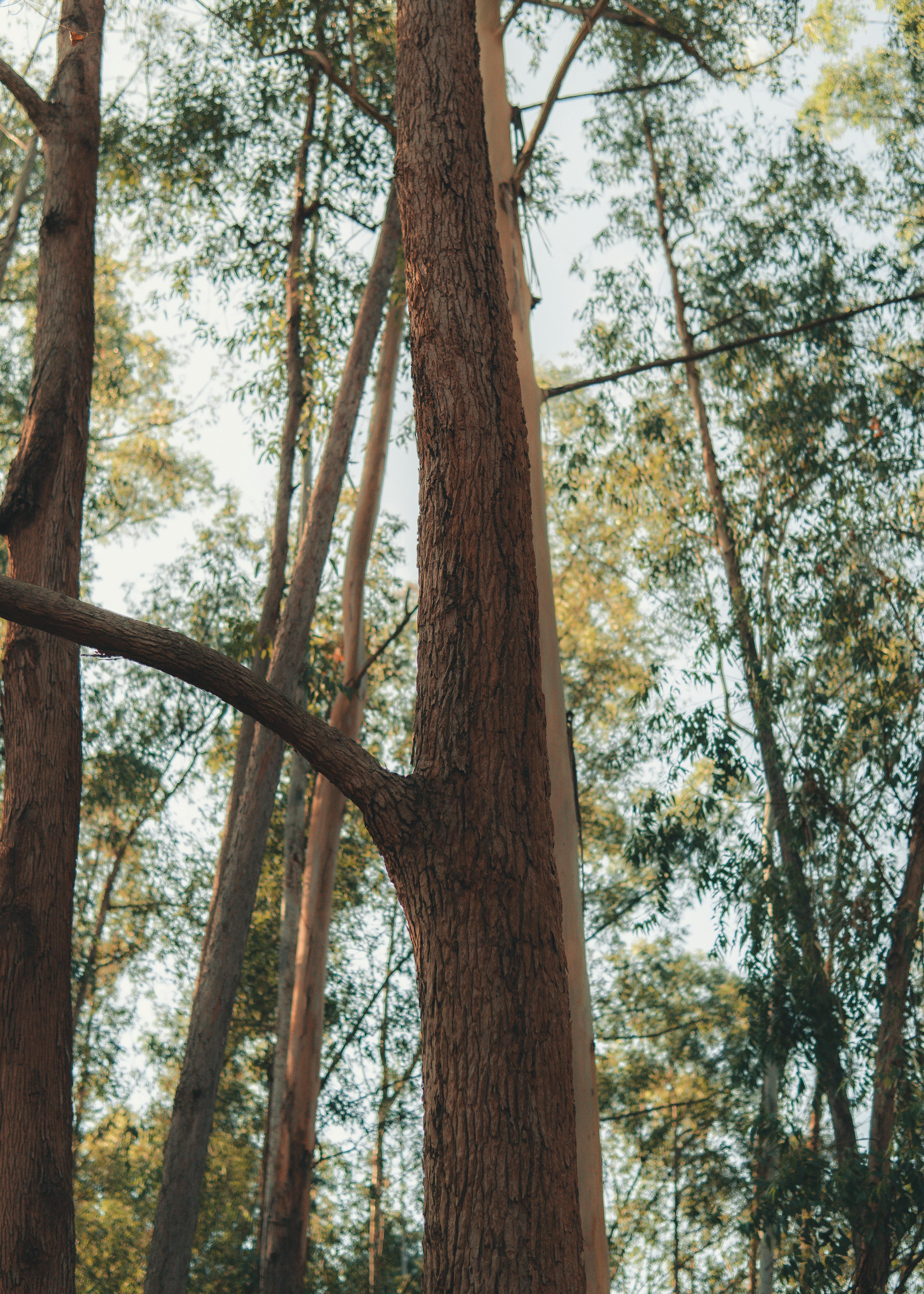 Brown Tree Trunk · Free Stock Photo