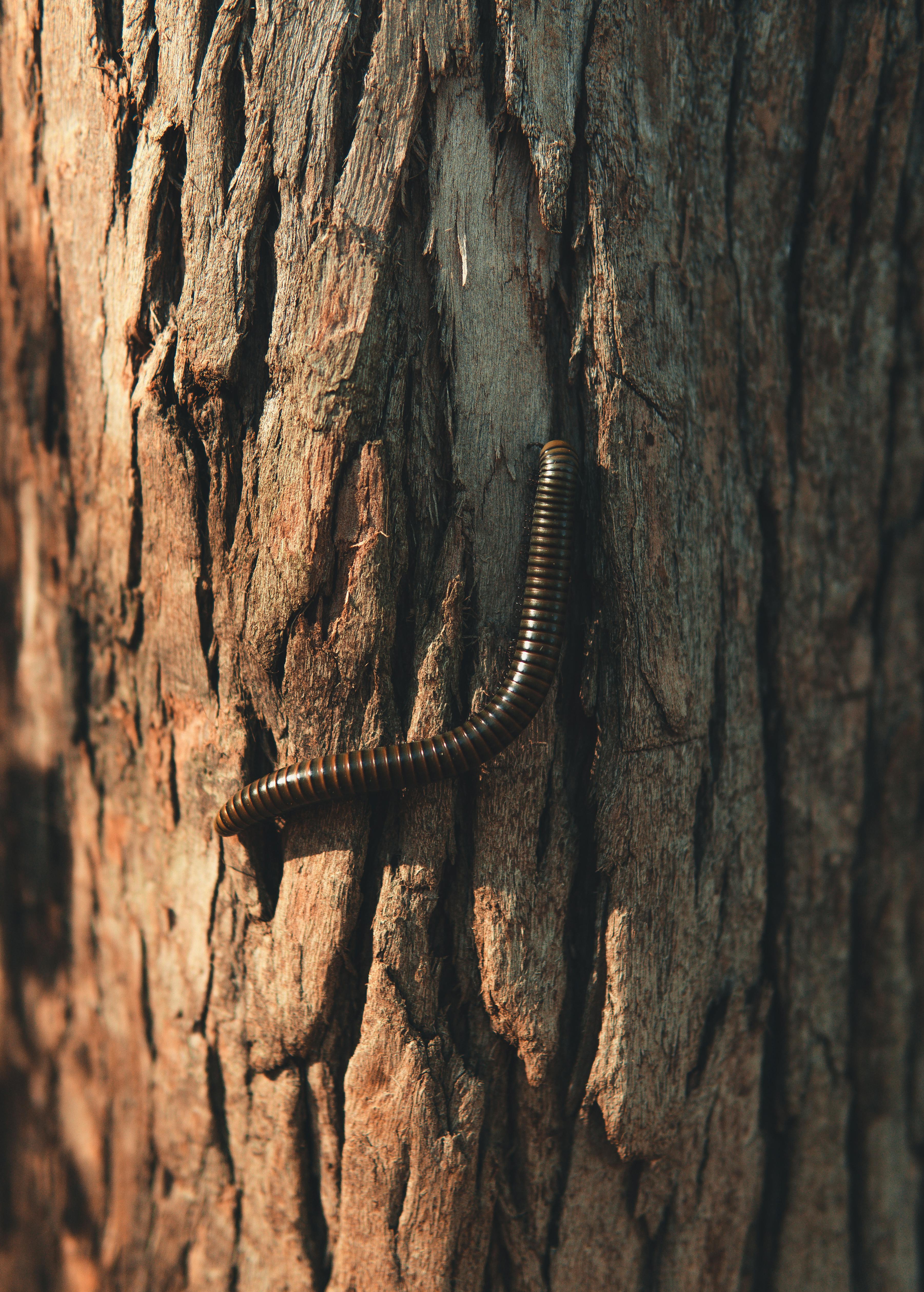 Brown Worm on Tree Trunk · Free Stock Photo