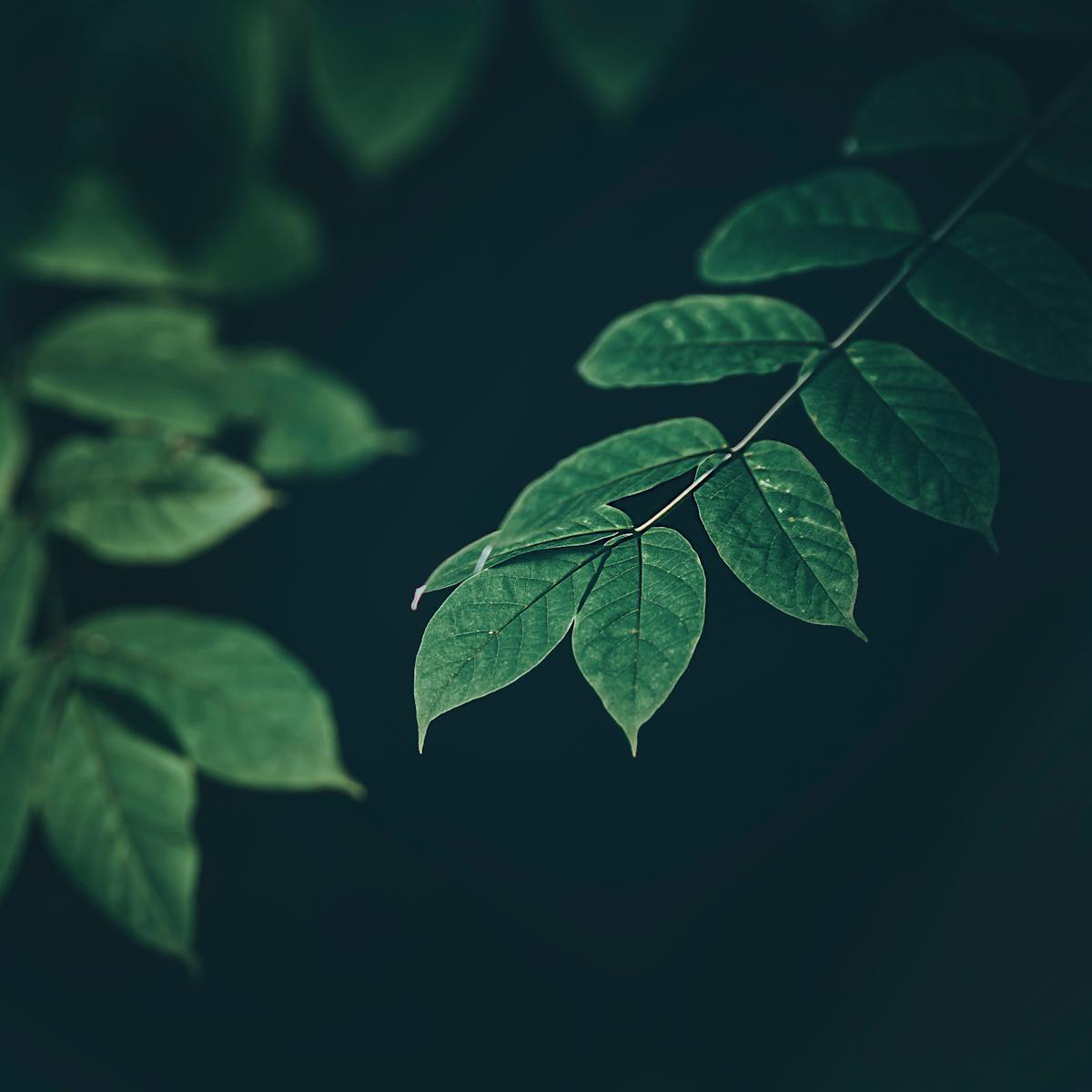 70,000+张最精彩的“Leaf”图片 · 100%免费下载 · Pexels素材图片