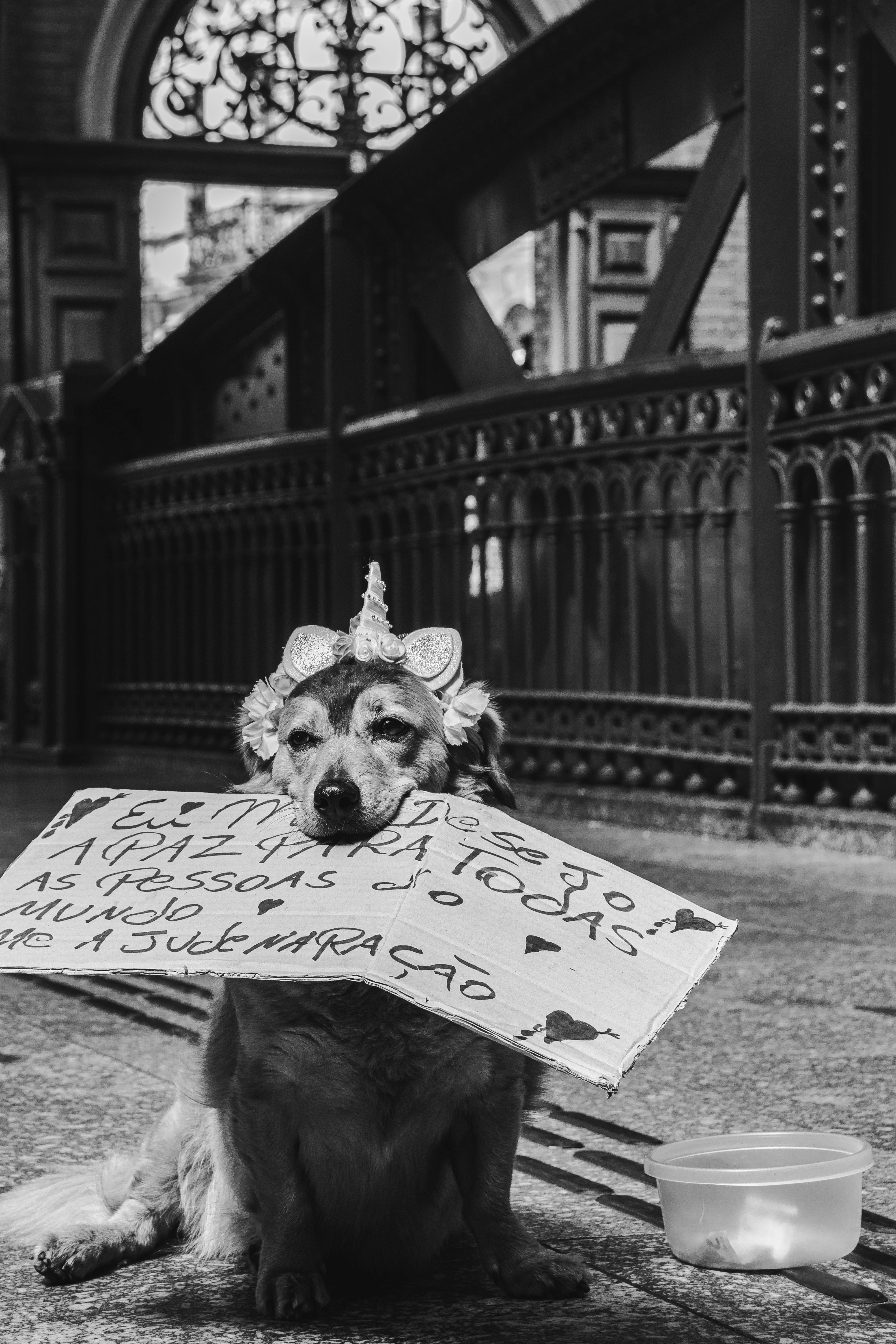 Dog Asking Photos, Download The BEST Free Dog Asking Stock Photos & HD ...