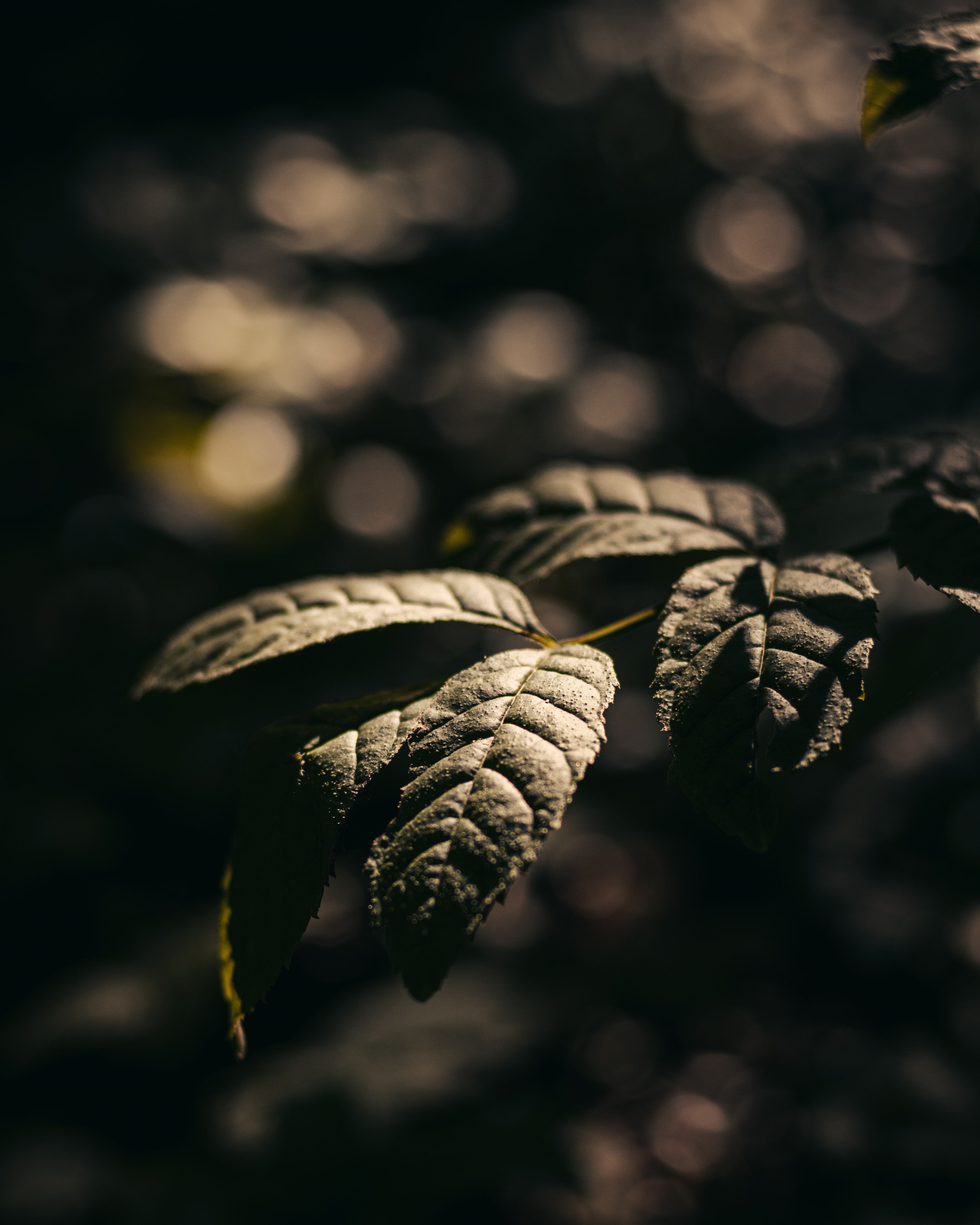 Vegitable Palnt Photos, Download Free Vegitable Palnt Stock Photos & HD ...