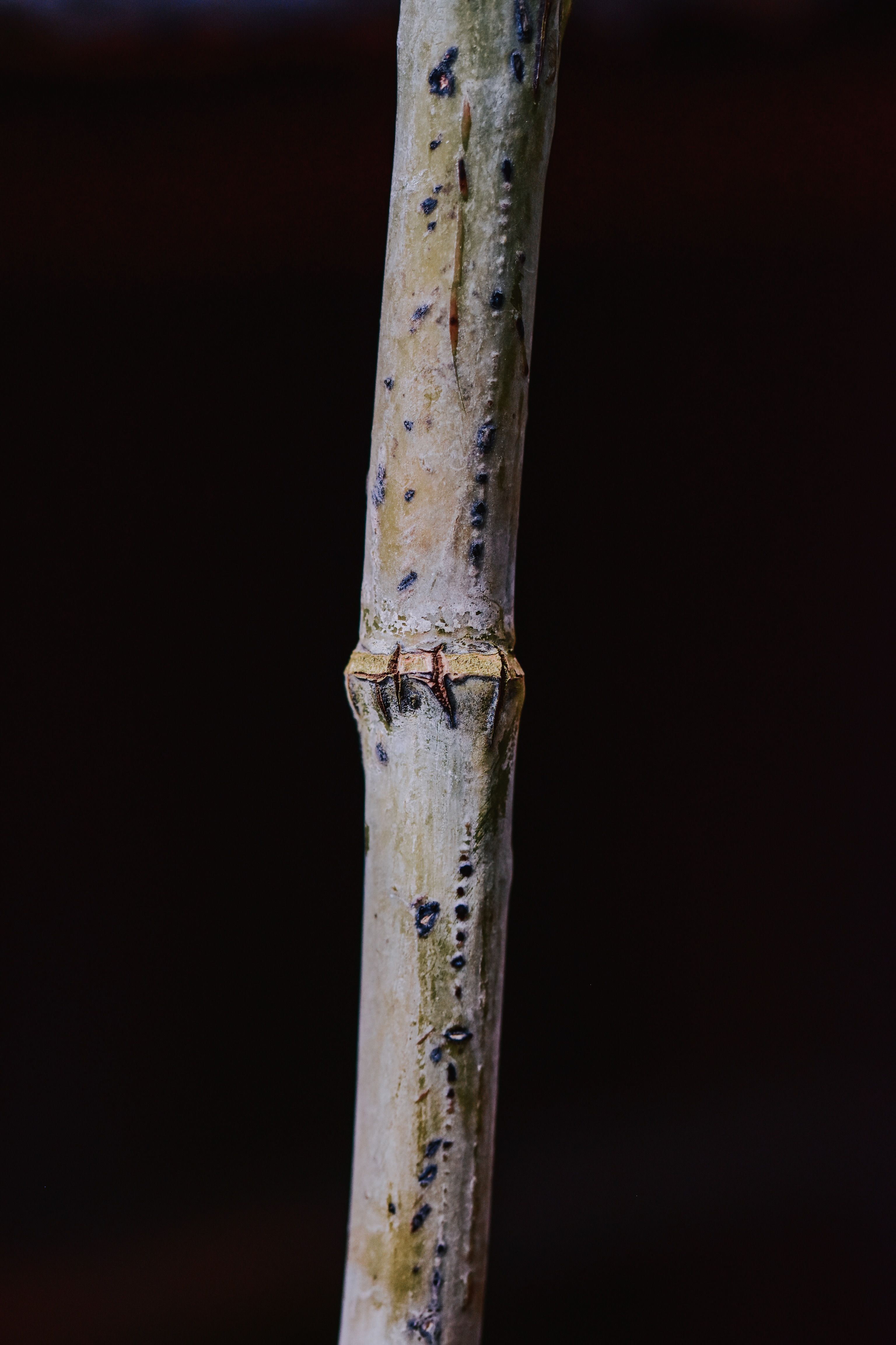 Studio Shot of a Thick Plant Stem · Free Stock Photo