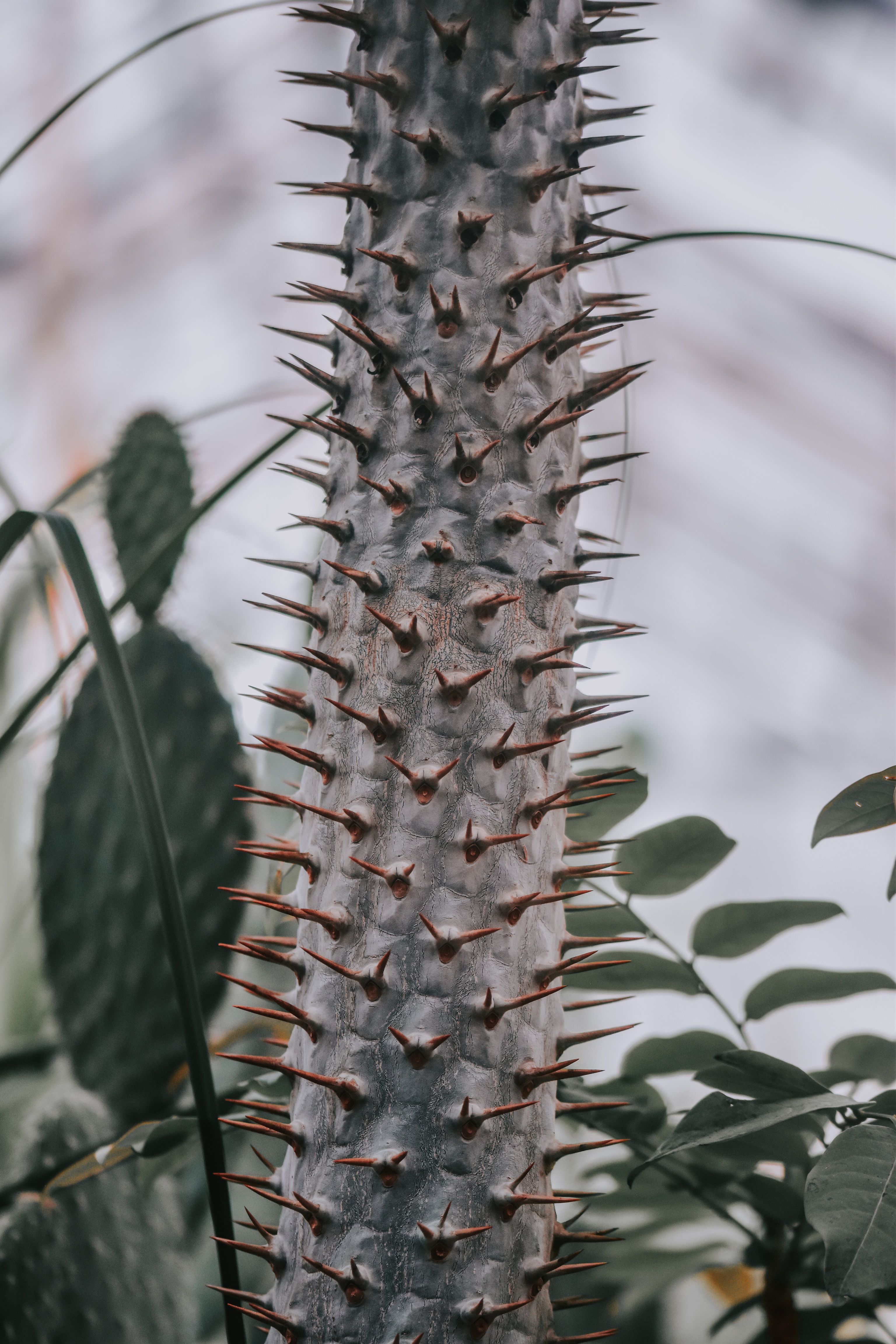 Prickly Cactus Trunk · Free Stock Photo
