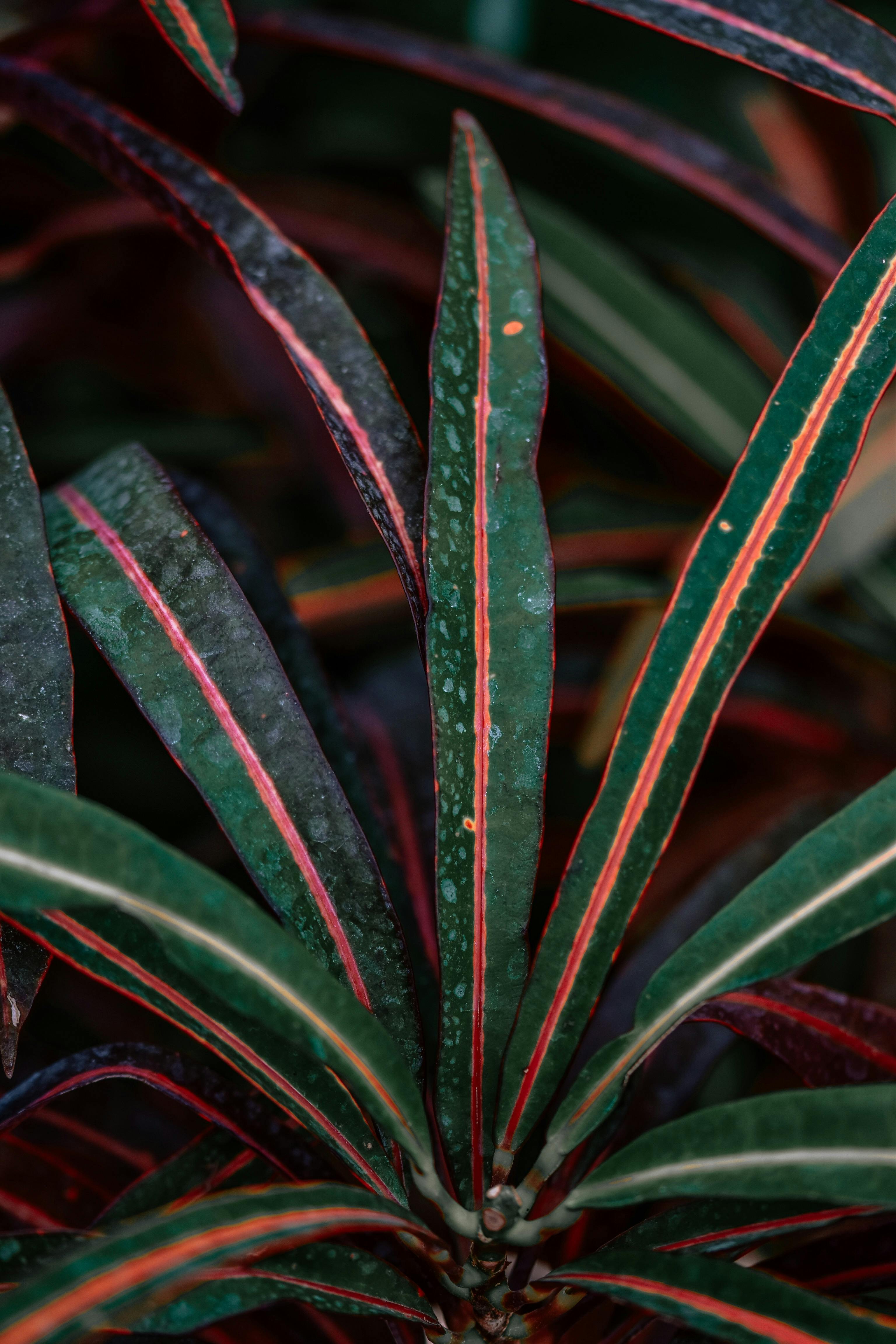 Plants in a Botanical Garden · Free Stock Photo