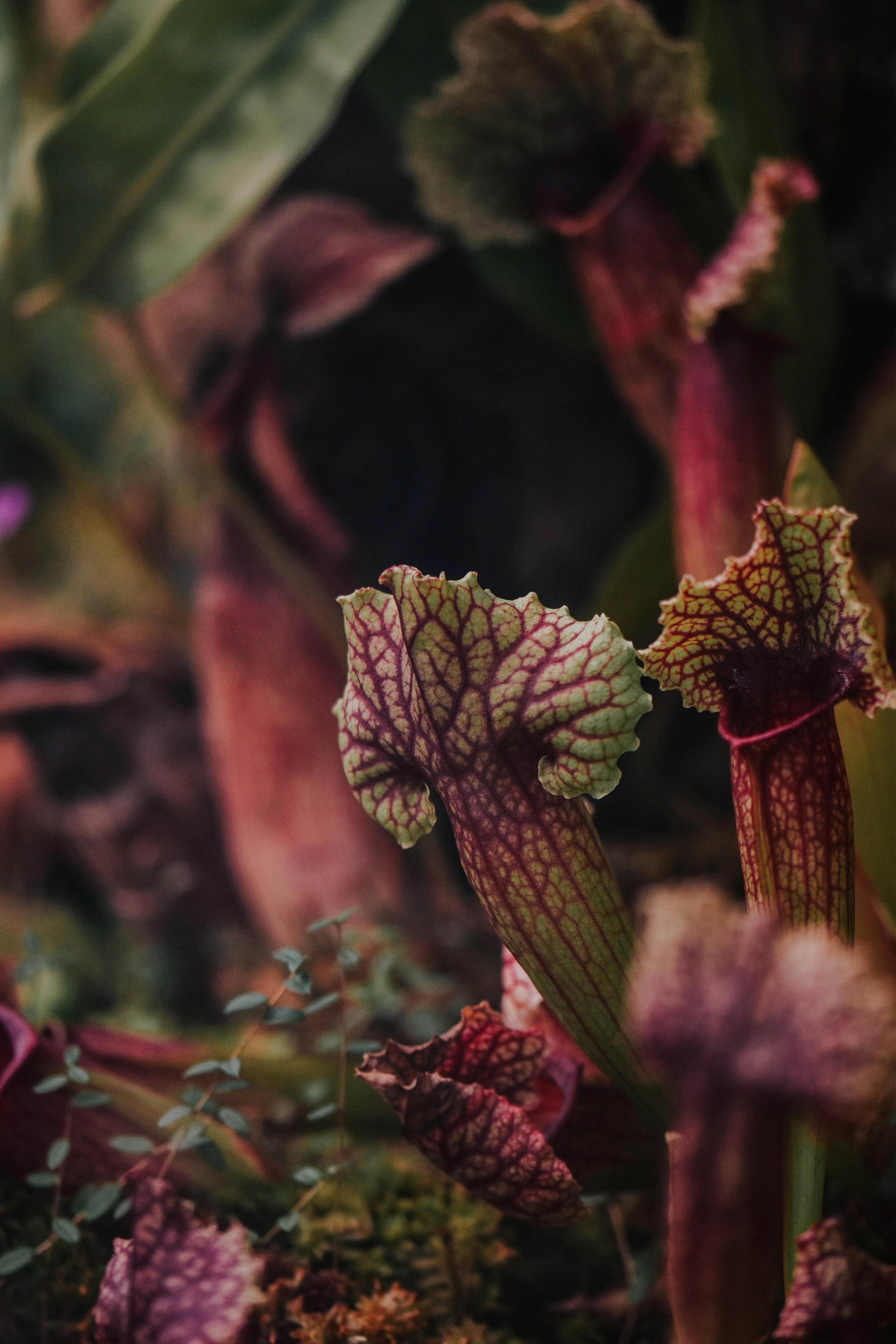 Brown Leaves Covered With Snow · Free Stock Photo