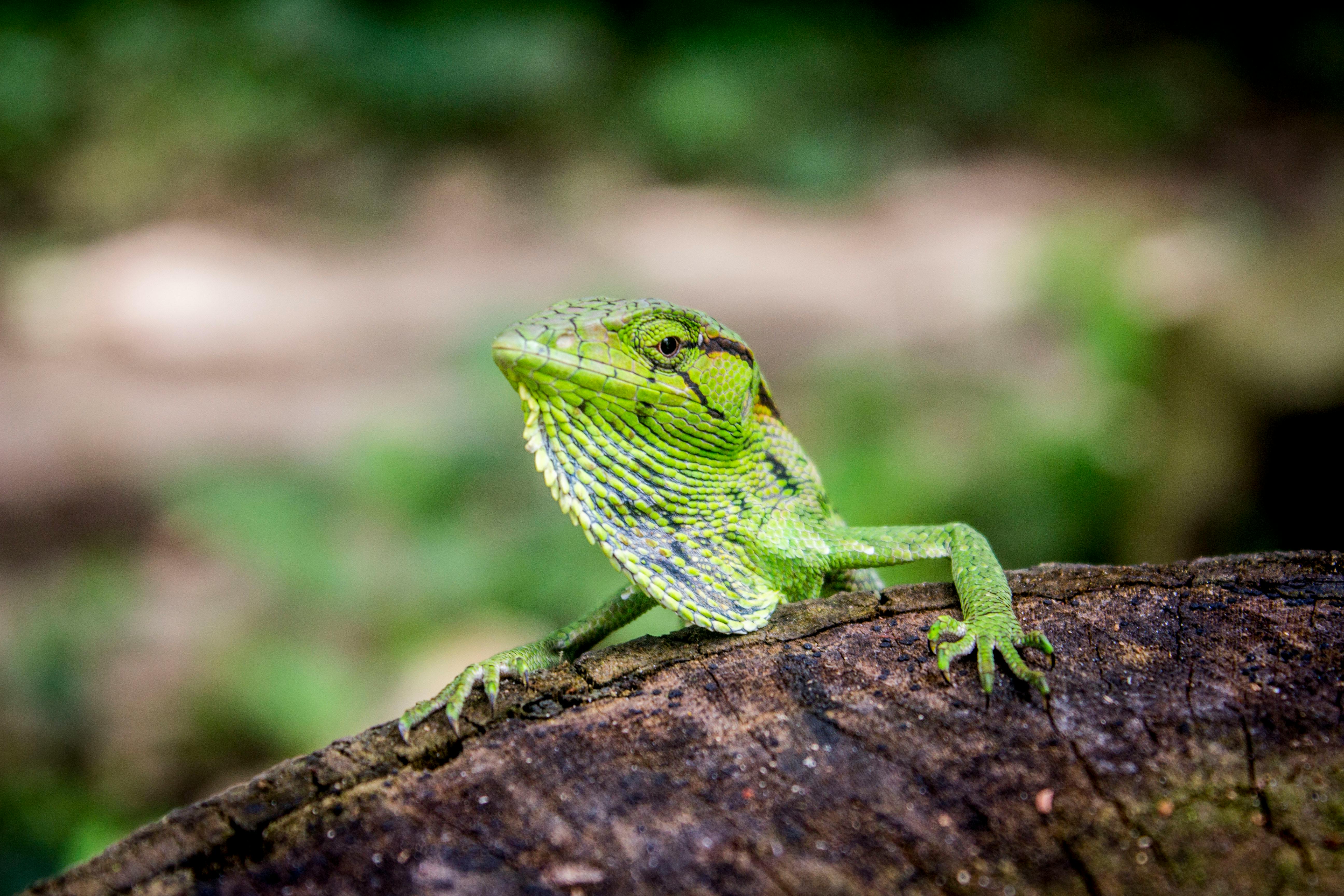Green Reptile on Red and Green Leaves · Free Stock Photo