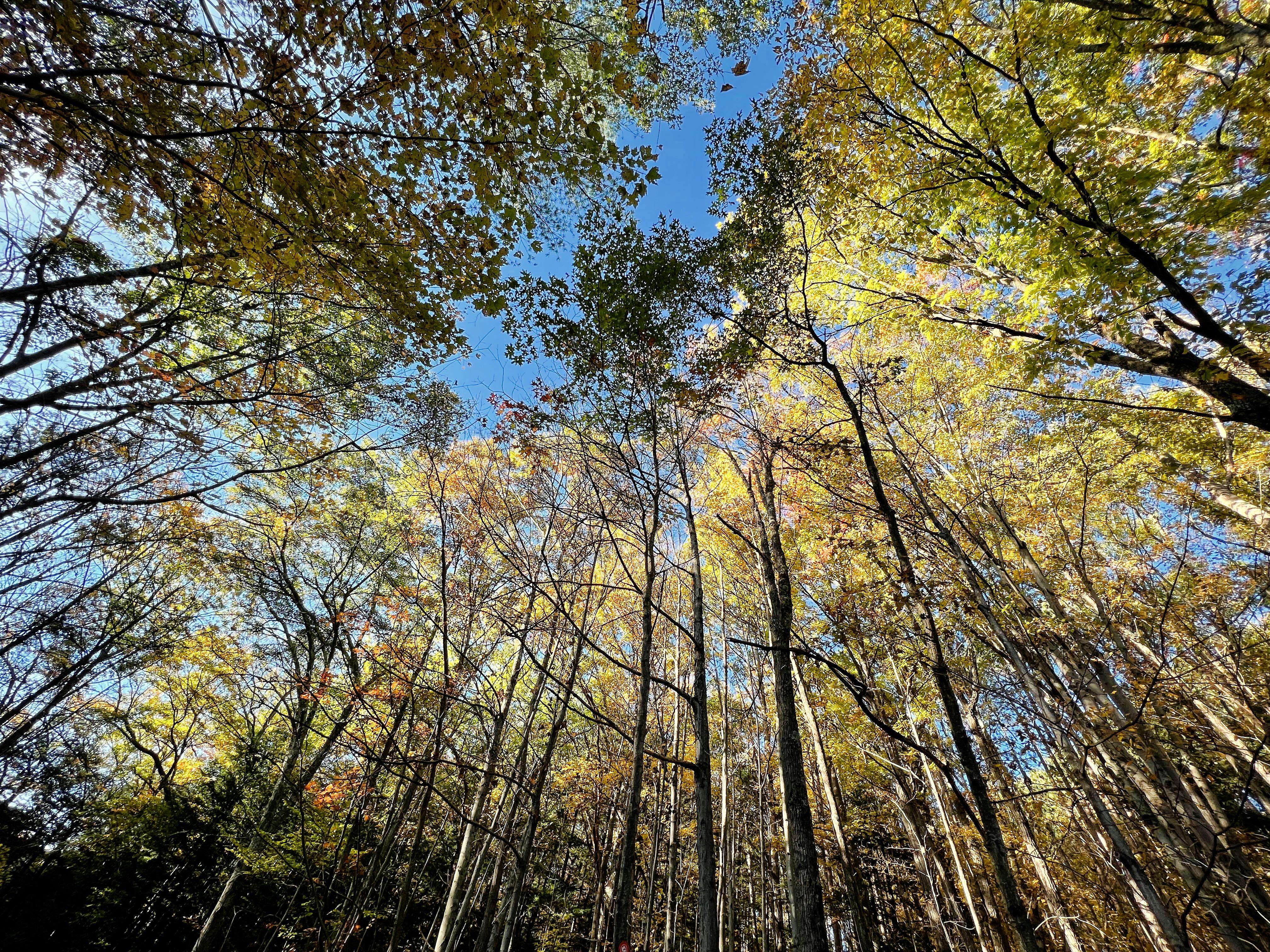 Worm's-Eye View of Tall Trees with Green Leaves · Free Stock Photo
