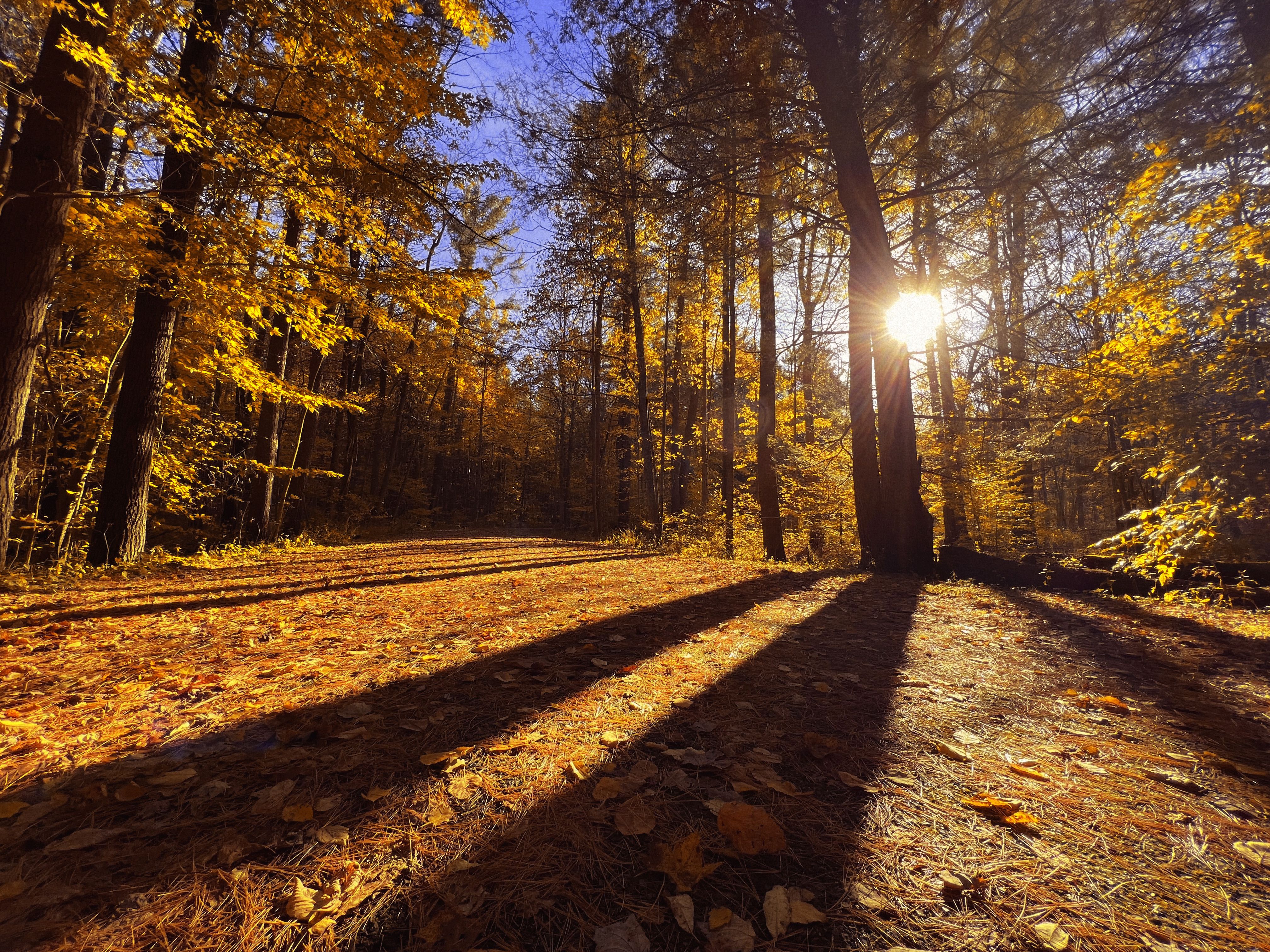 Bright Sun Shining on a Forest · Free Stock Photo