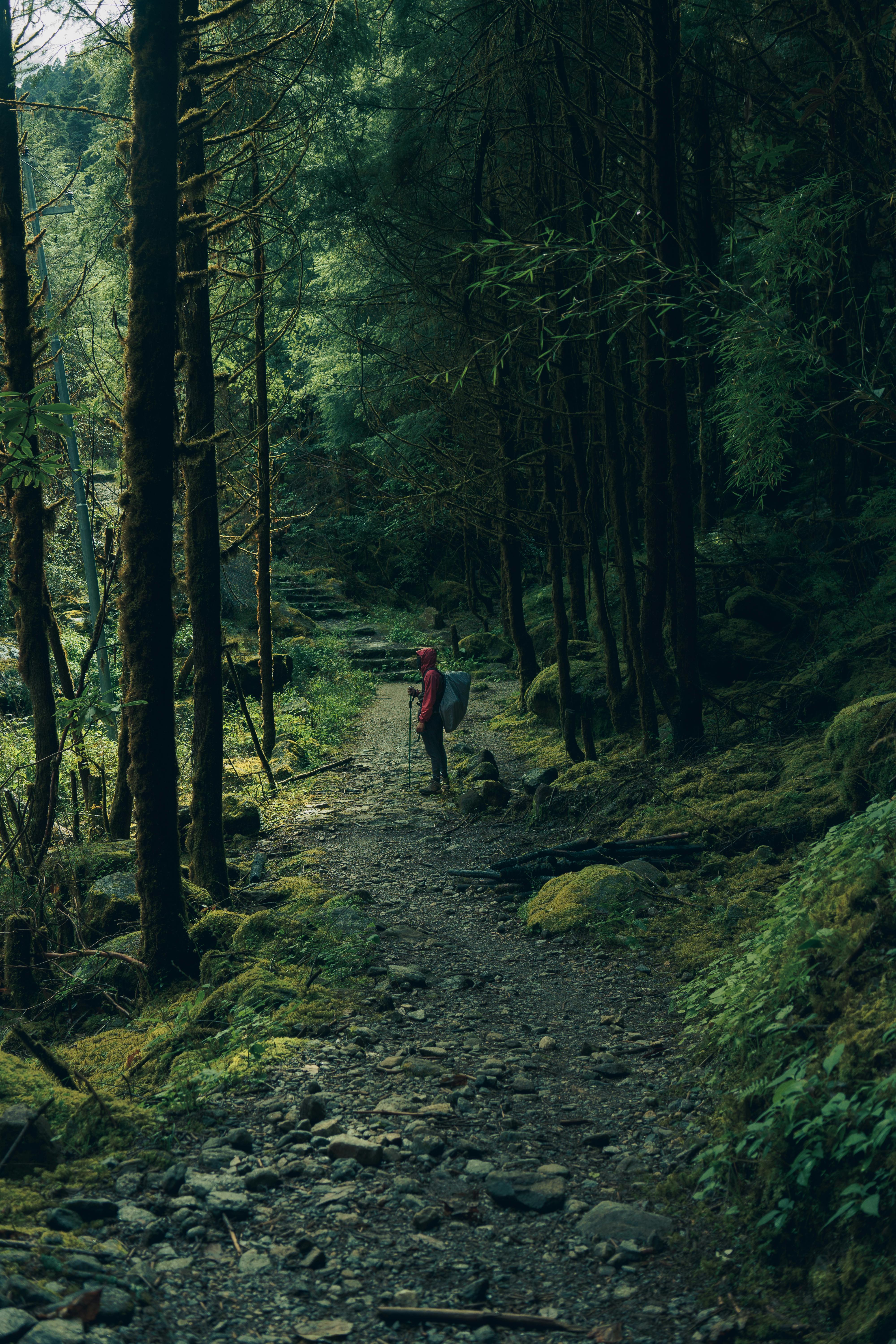 Man Standing Alone on Footpath in Forest · Free Stock Photo