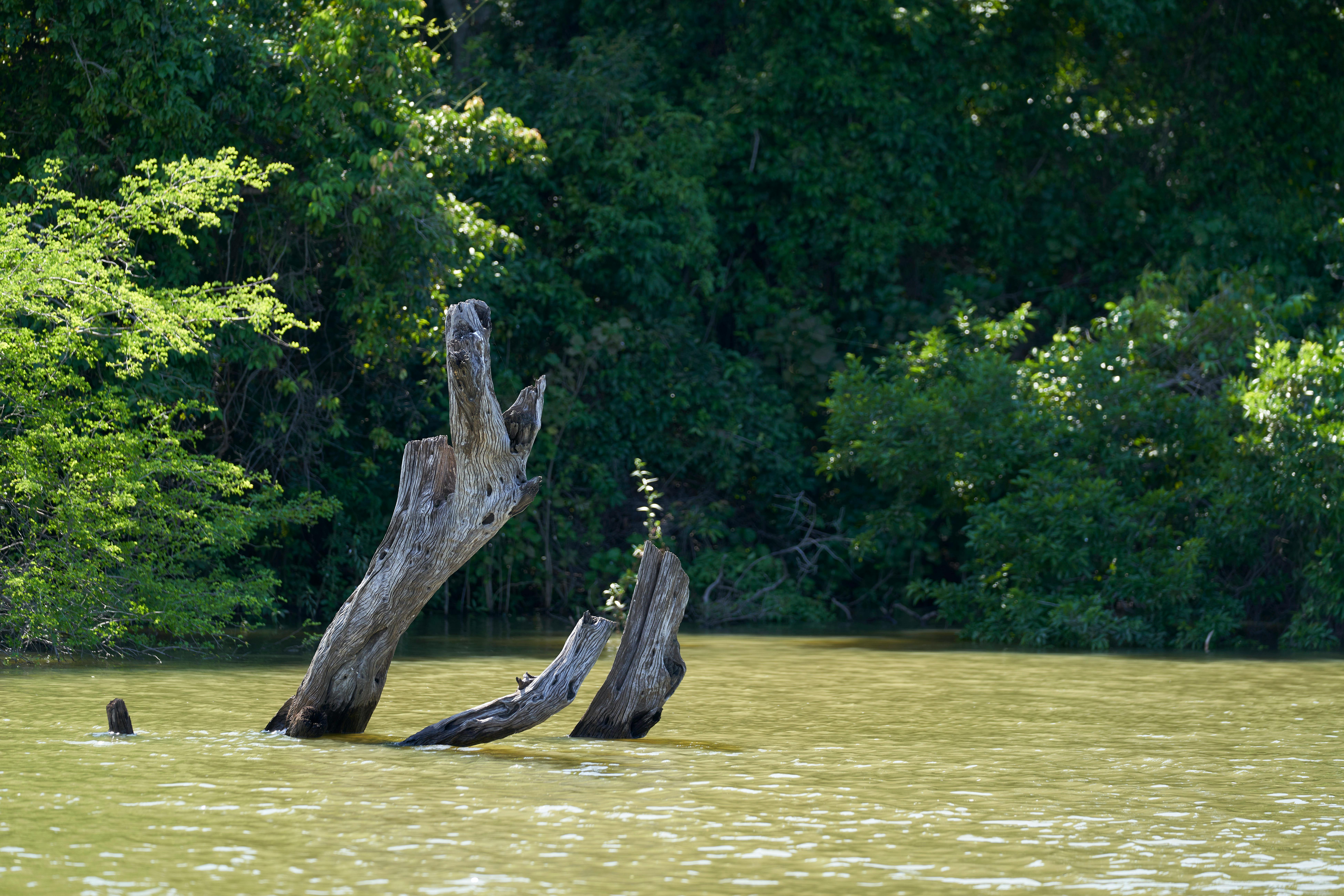 Brown Wood Log on Water · Free Stock Photo