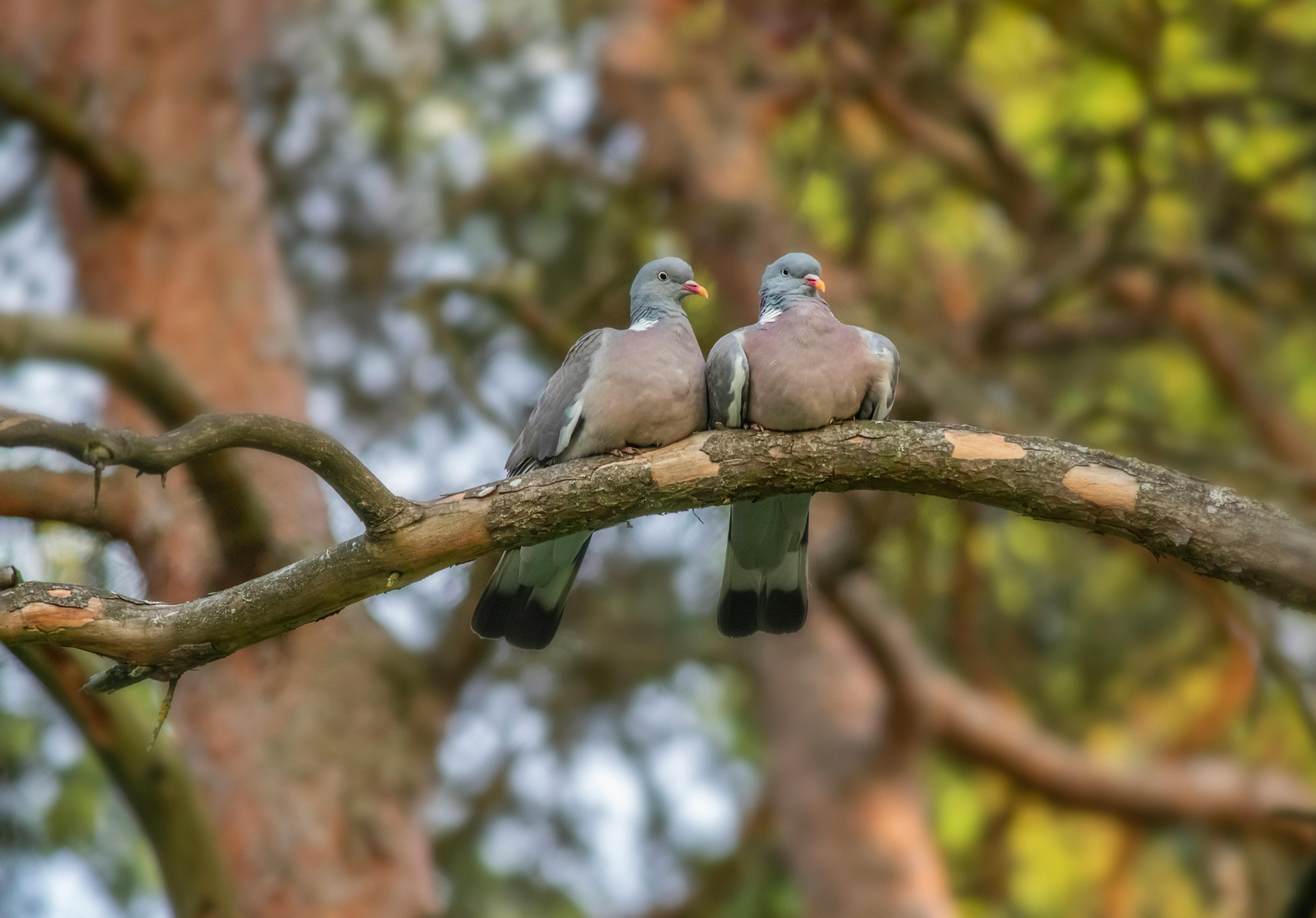 Selective Focus Photo of Two Common Wood Pigeons on a Tree Branch ...