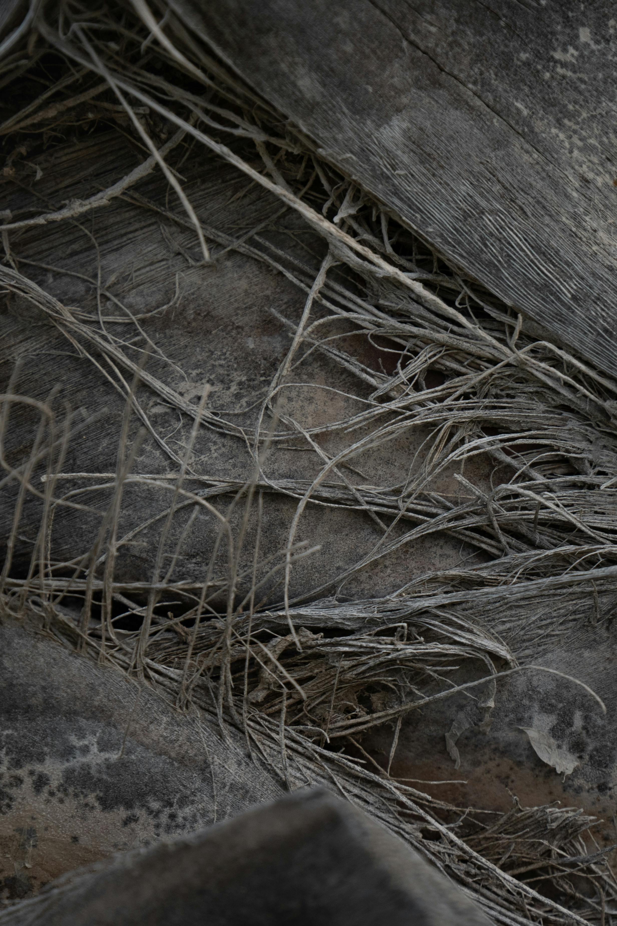 Plant Roots in Rocks · Free Stock Photo