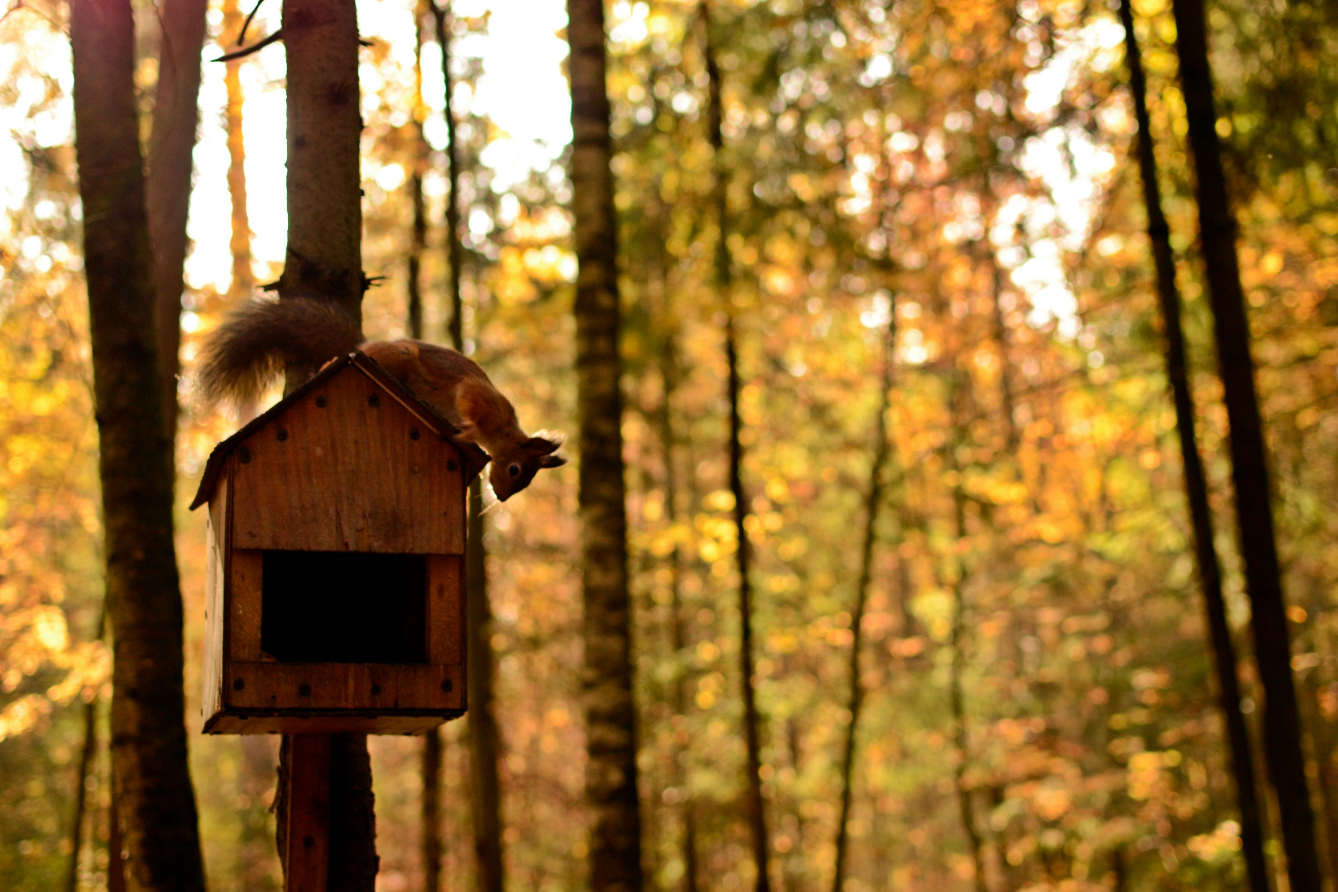 Squirrel on a Wooden Birdhouse · Free Stock Photo