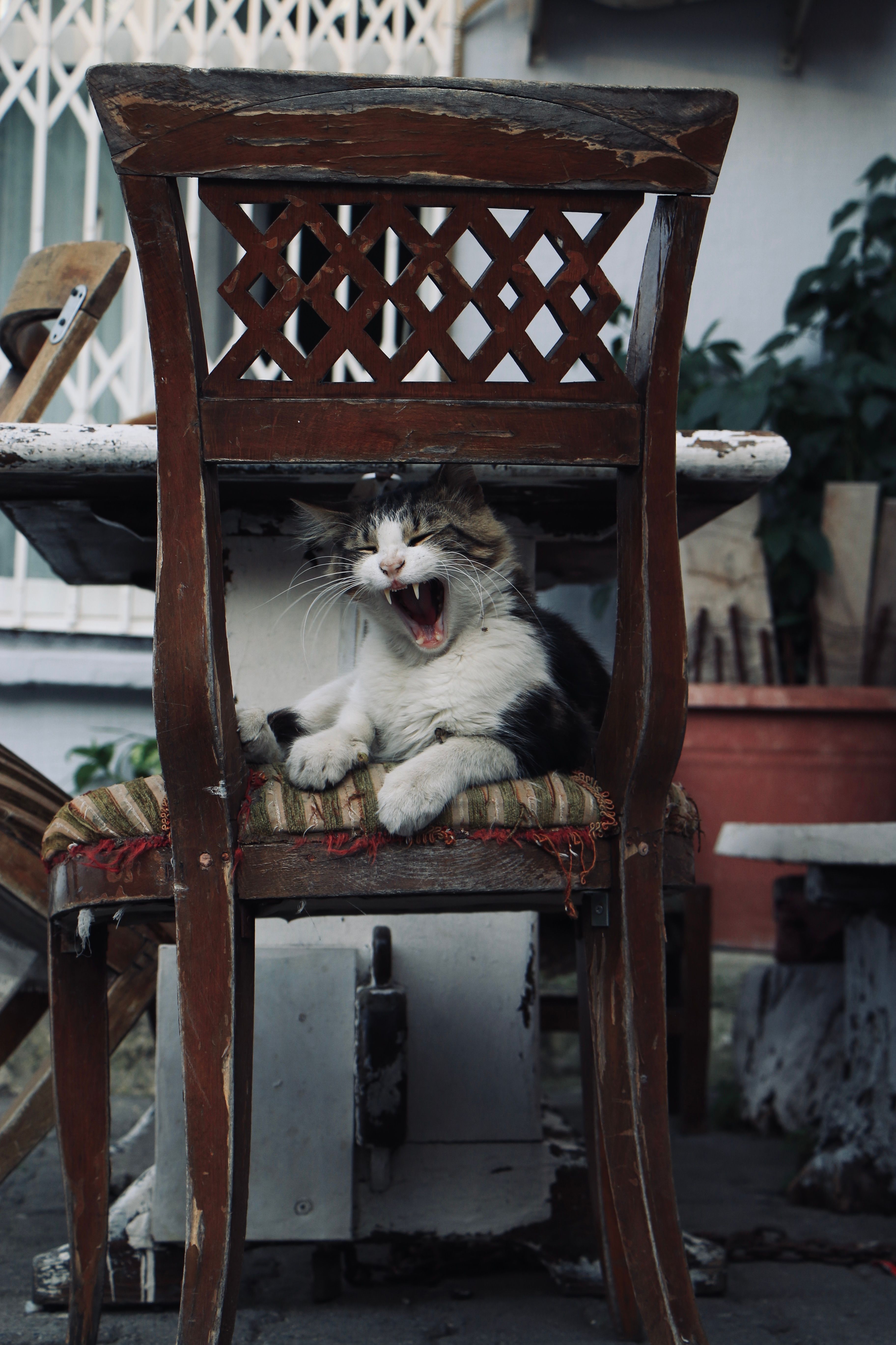 Cat Sitting on an Old Chair and Yawning · Free Stock Photo