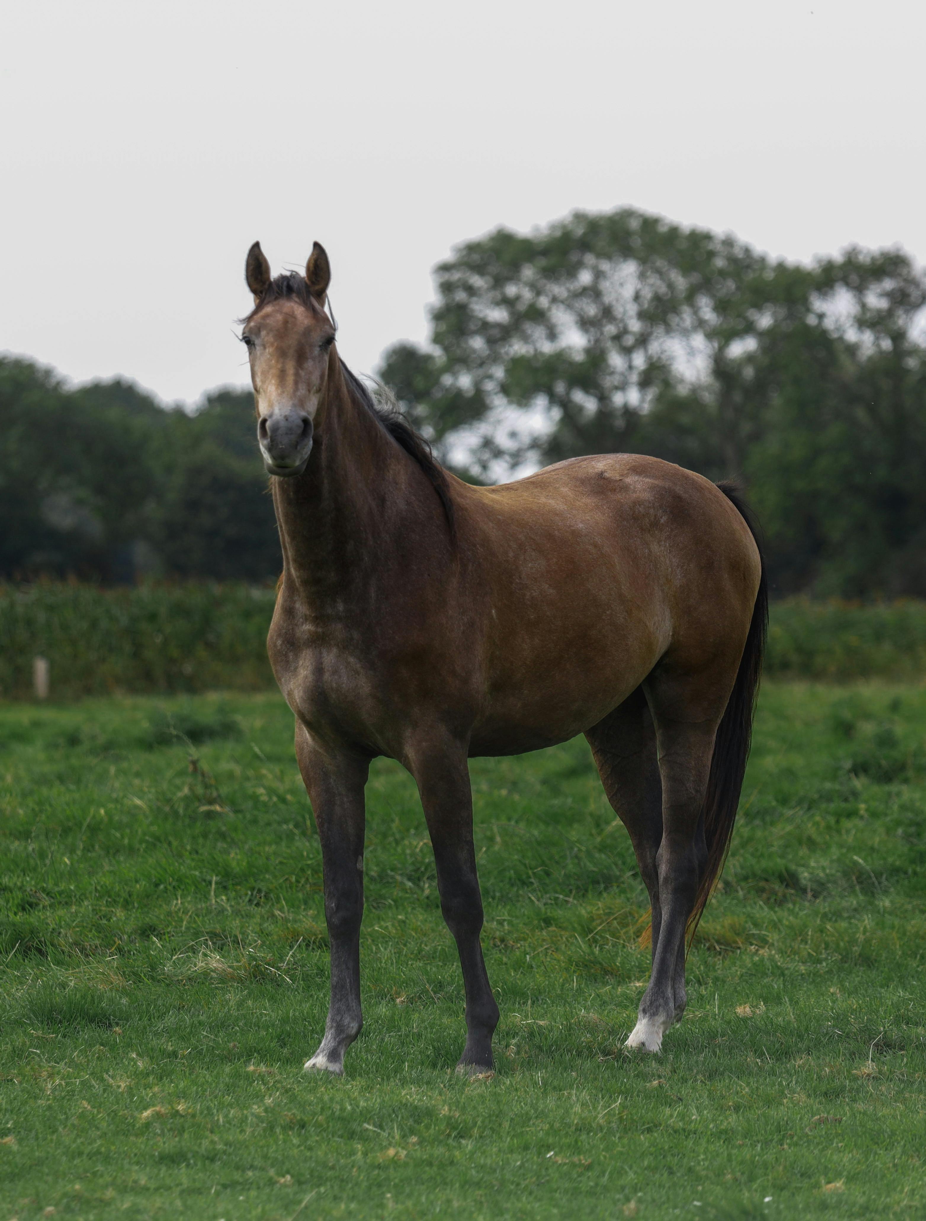 20+ Best Colt Photos · 100% Free Download · Pexels Stock Photos