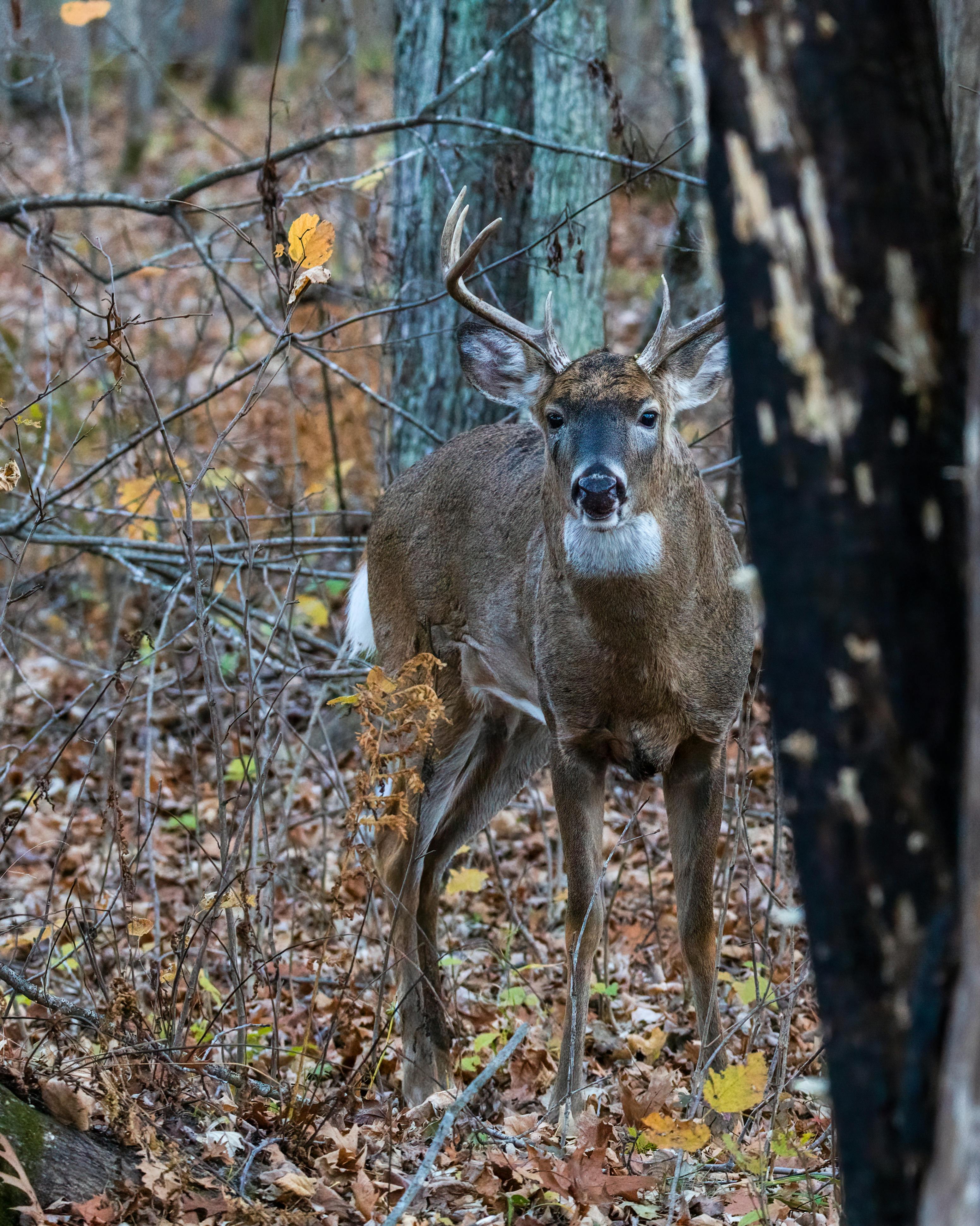 Brown Deer in the Forest · Free Stock Photo