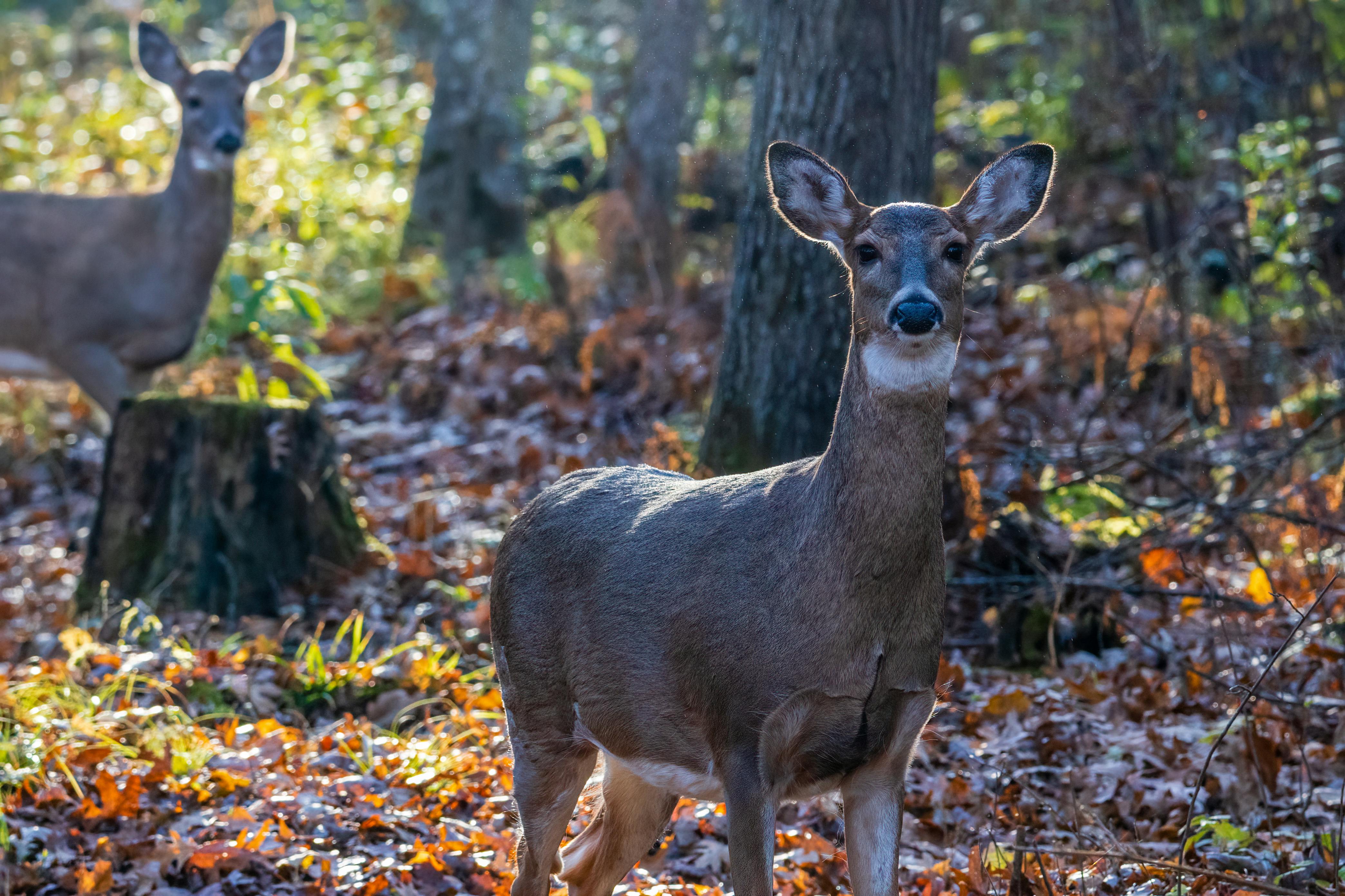 20+ Best Midwest Photos · 100% Free Download · Pexels Stock Photos