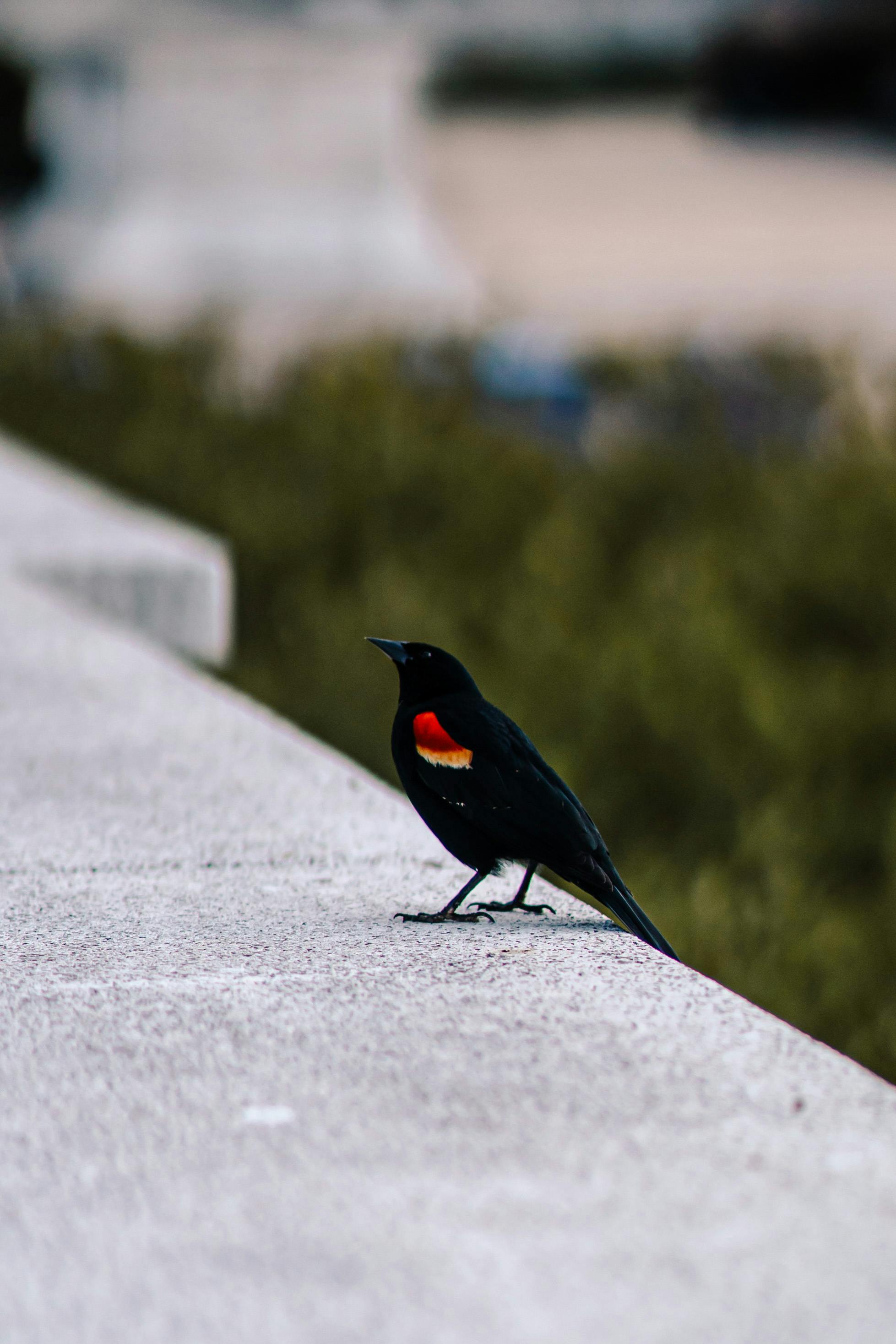 Tricolored Blackbird Photos, Download The BEST Free Tricolored ...
