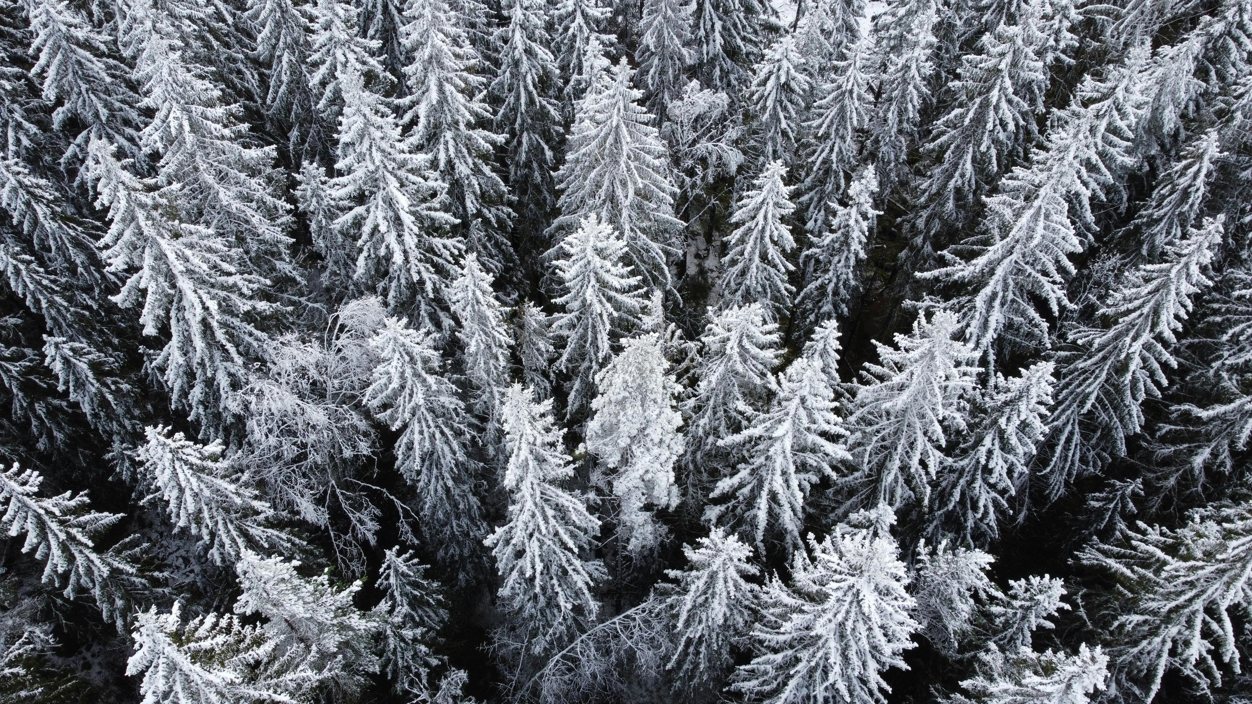 Grayscale Photo of Trees in the Forest · Free Stock Photo