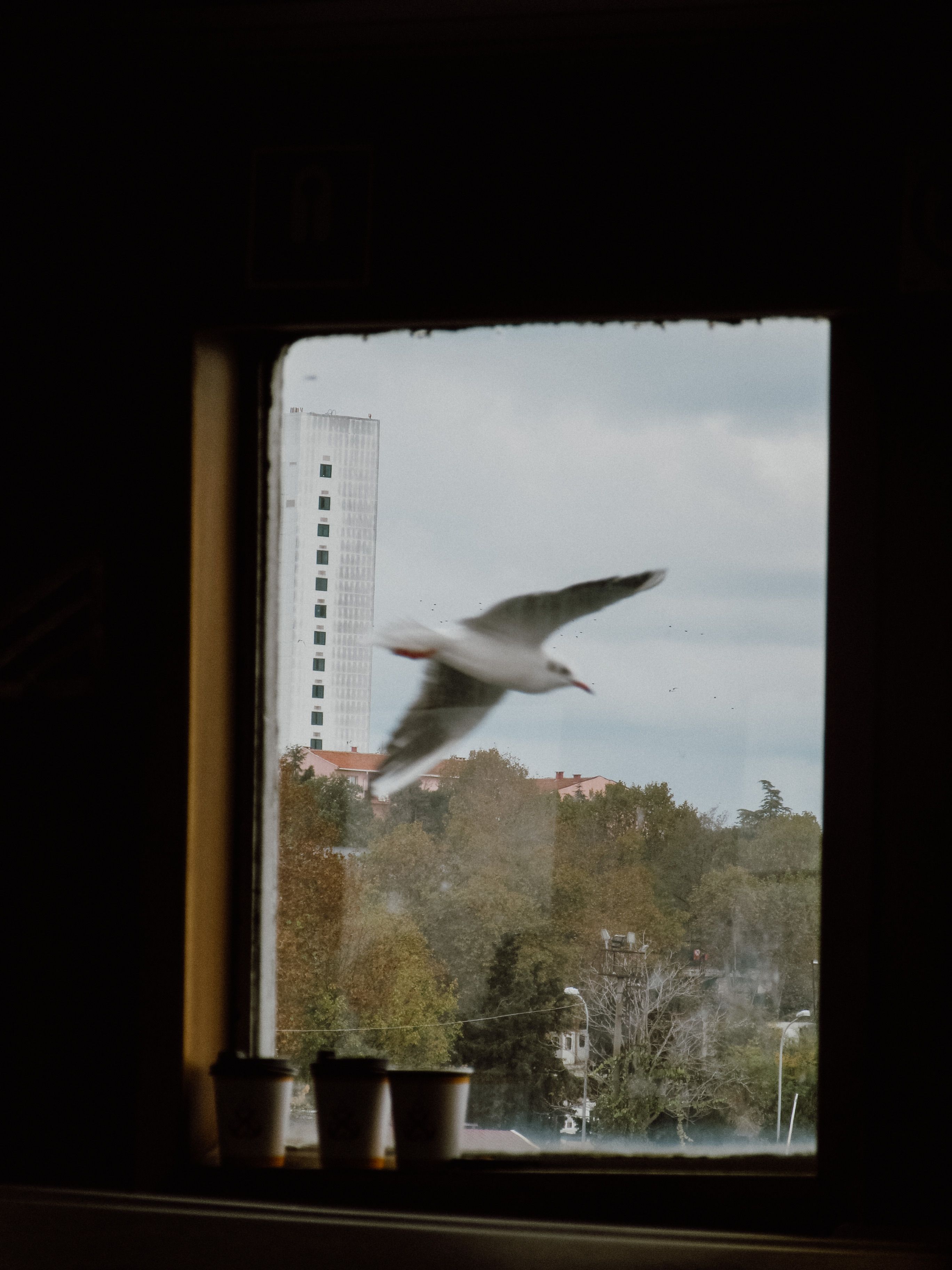 Long Exposure Bird Flying Photos, Download The BEST Free Long Exposure ...