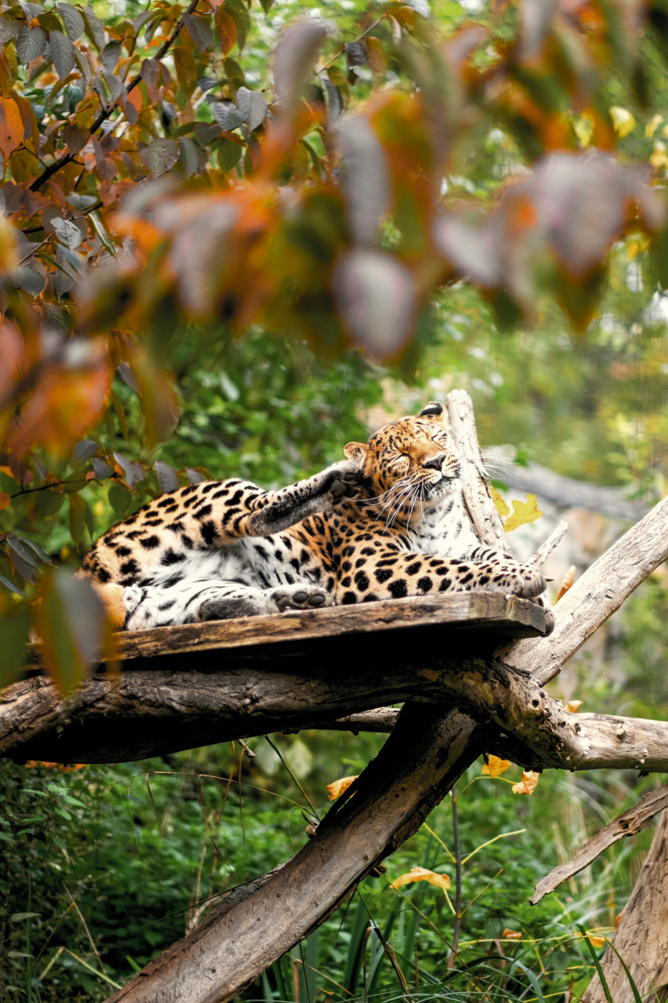 Leopard Laying Down on Tree · Free Stock Photo