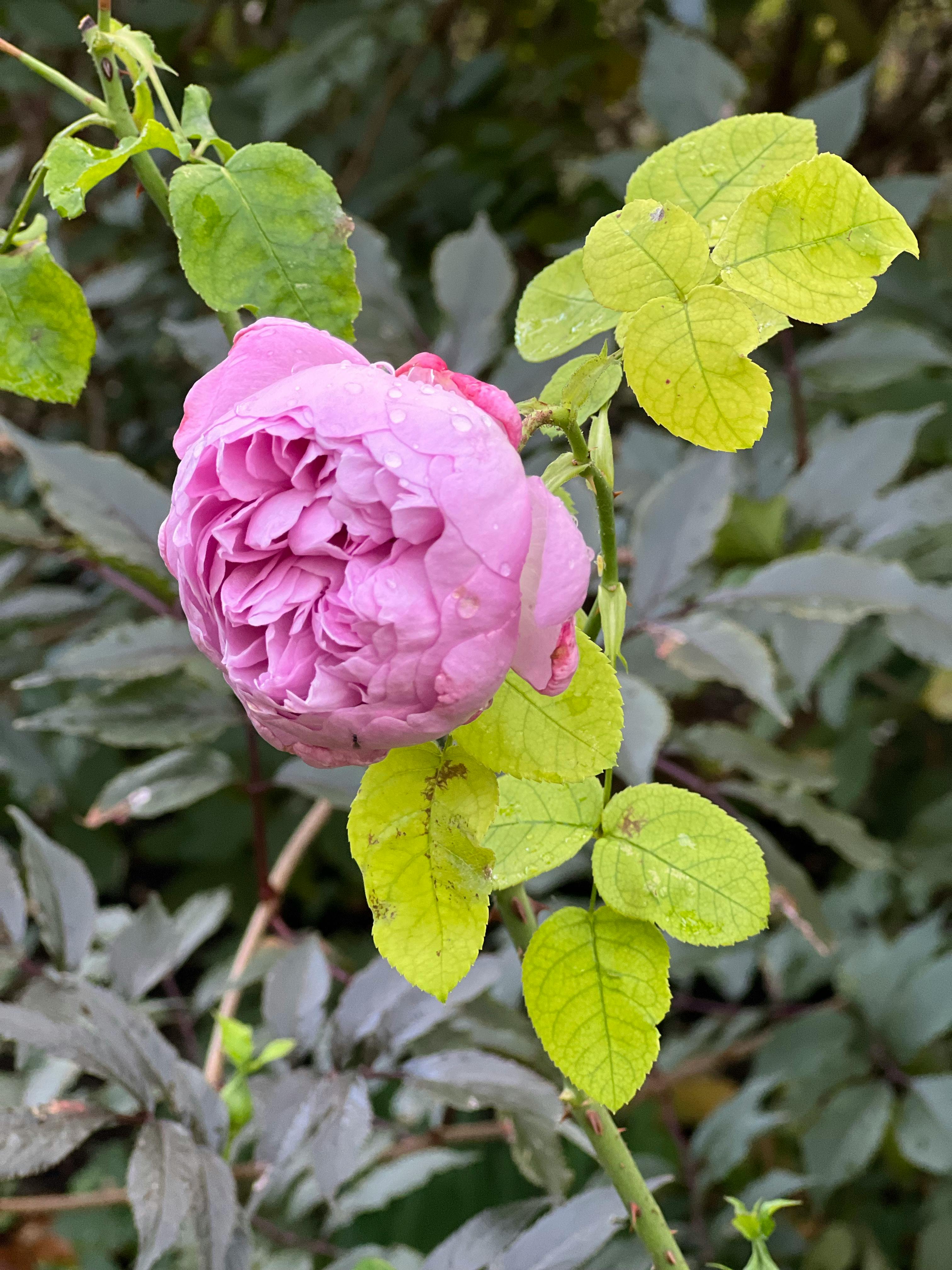 A Pink Rose With Green Leaves · Free Stock Photo