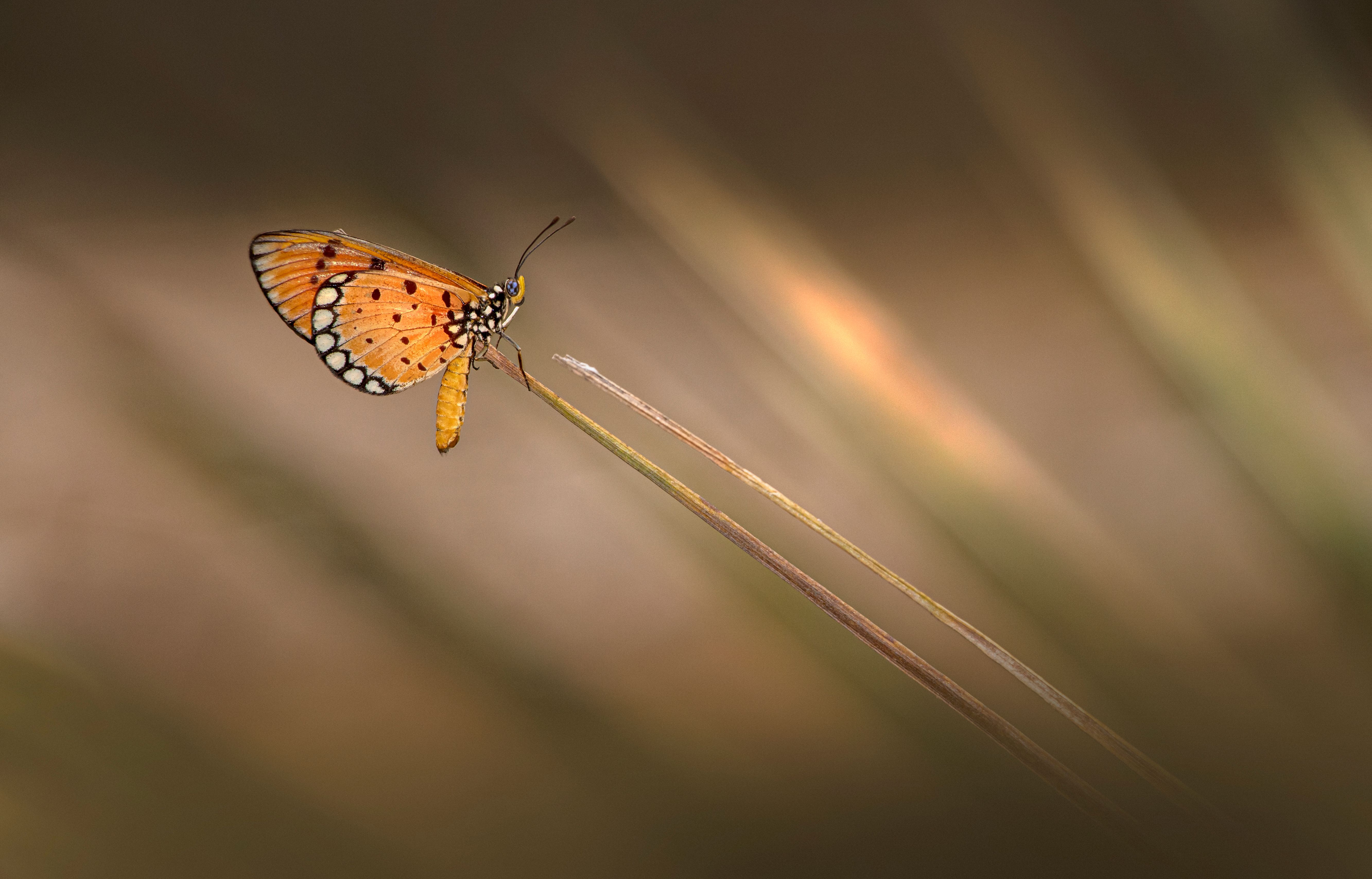 A Close-up Shot of a Butterfly · Free Stock Photo