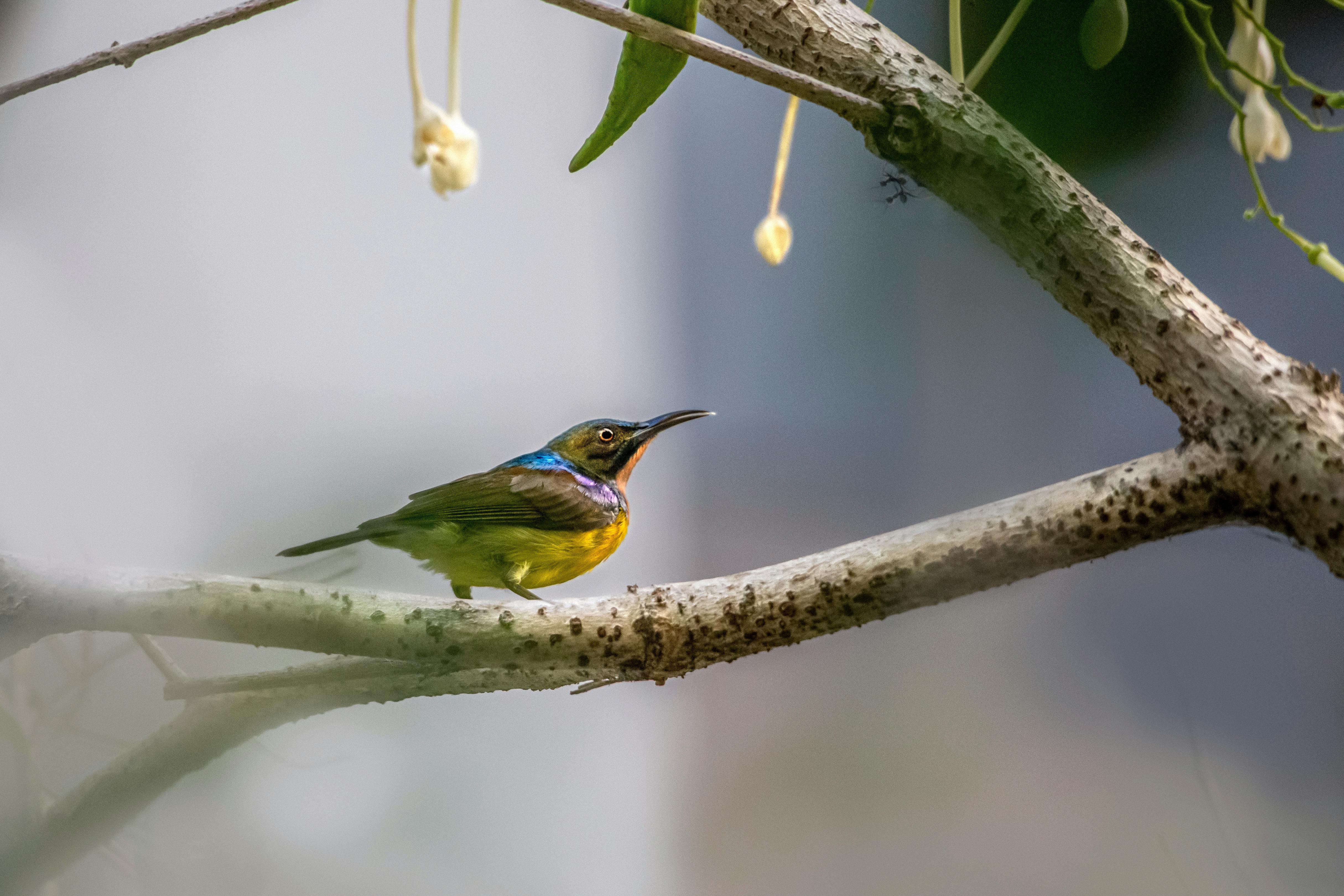 A Bird Perched on a Tree Branch · Free Stock Photo