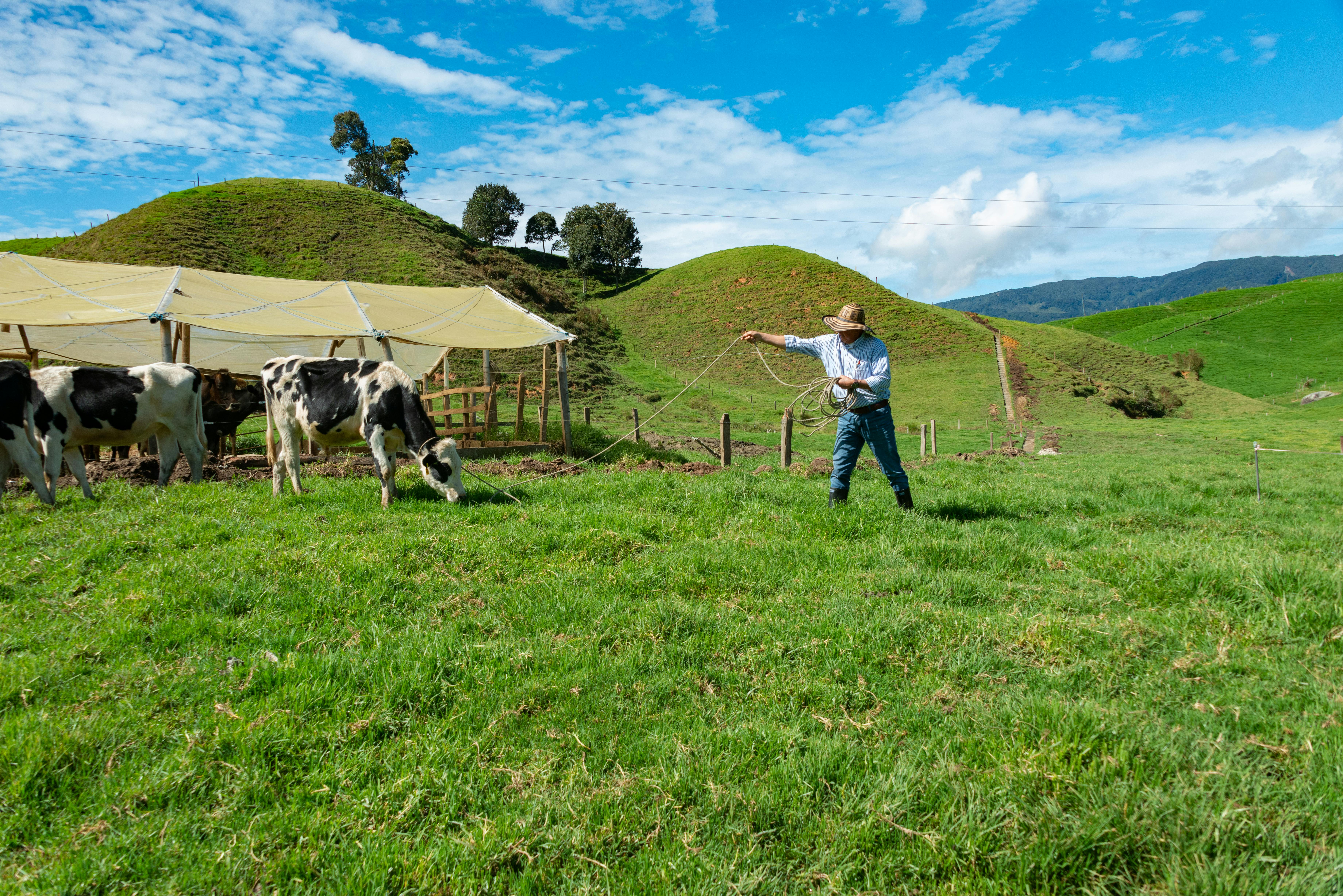 Man Holding the Cow's Rope · Free Stock Photo