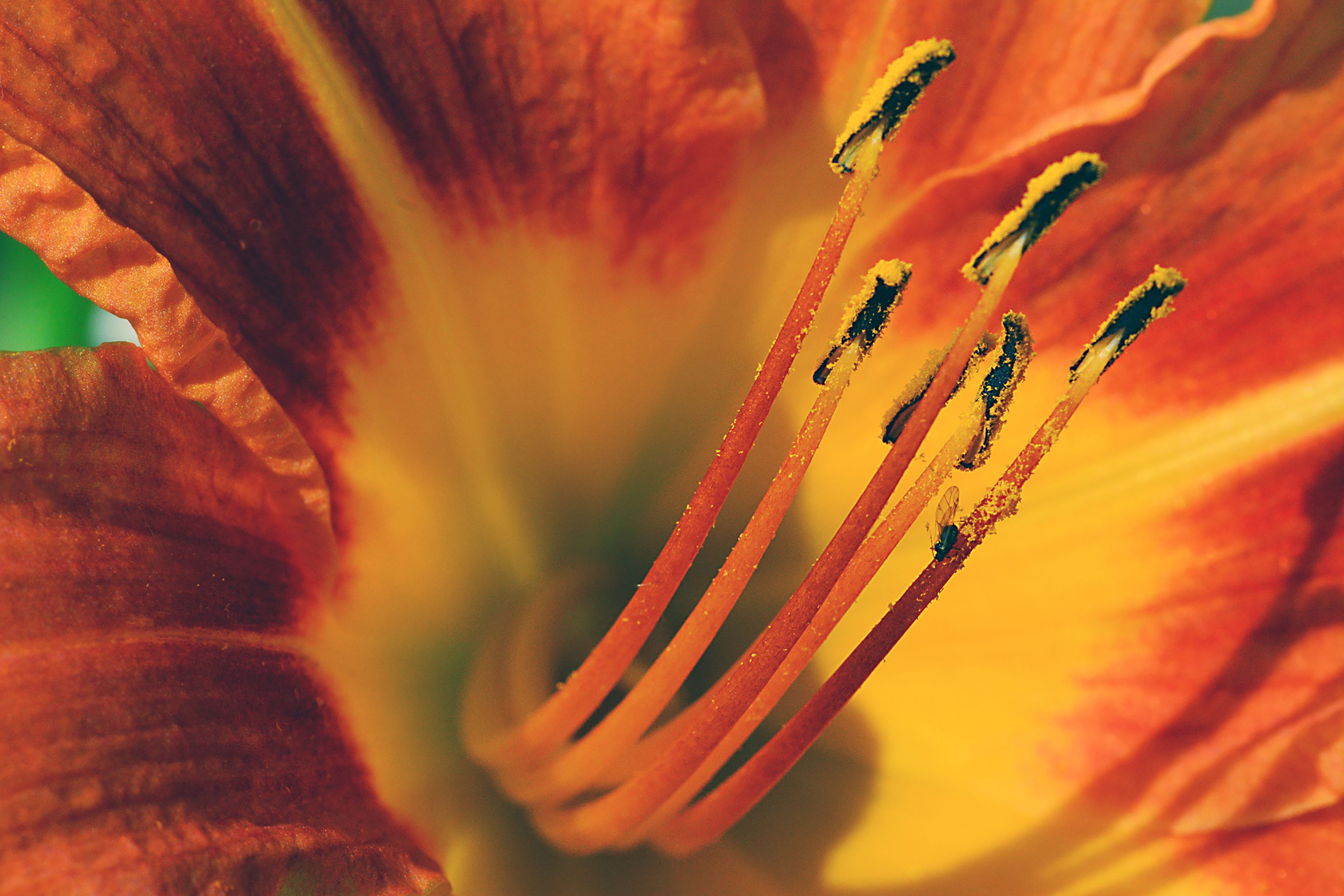 Generation Lily Photos Download The Best Free Generation Lily Stock