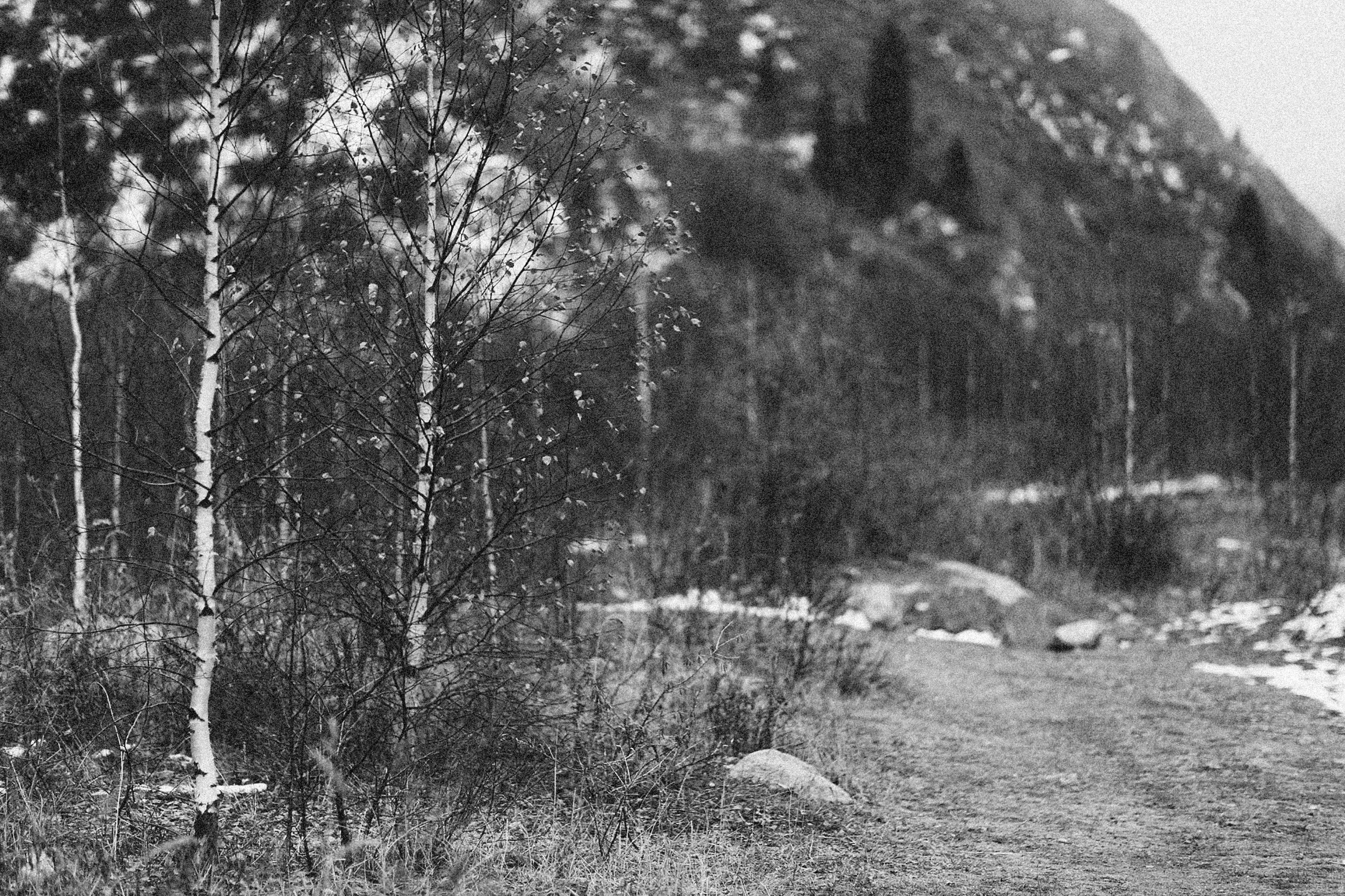 Grayscale Photo of the Outdoors · Free Stock Photo
