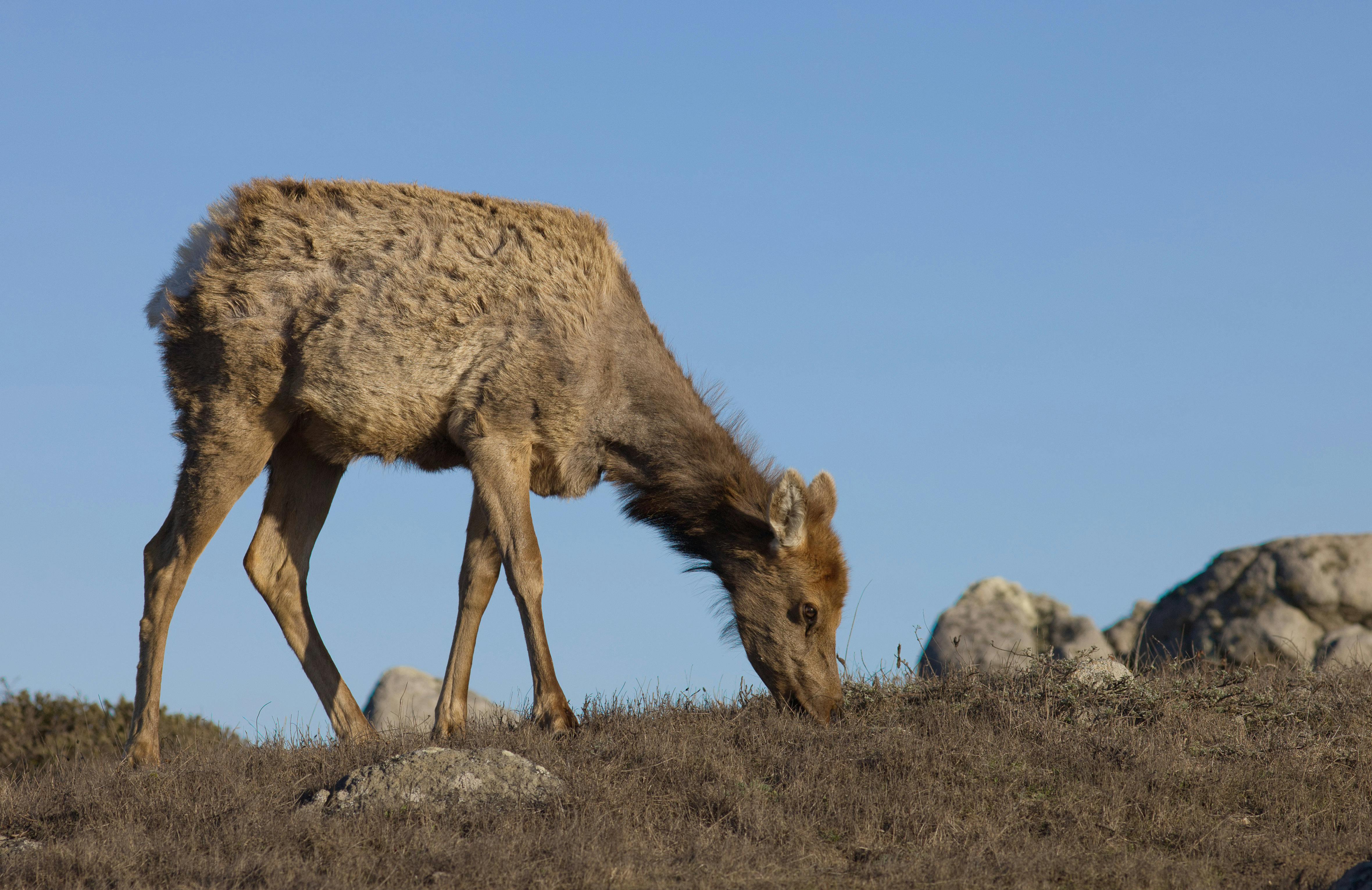 Elk eating on Brown Grass · Free Stock Photo