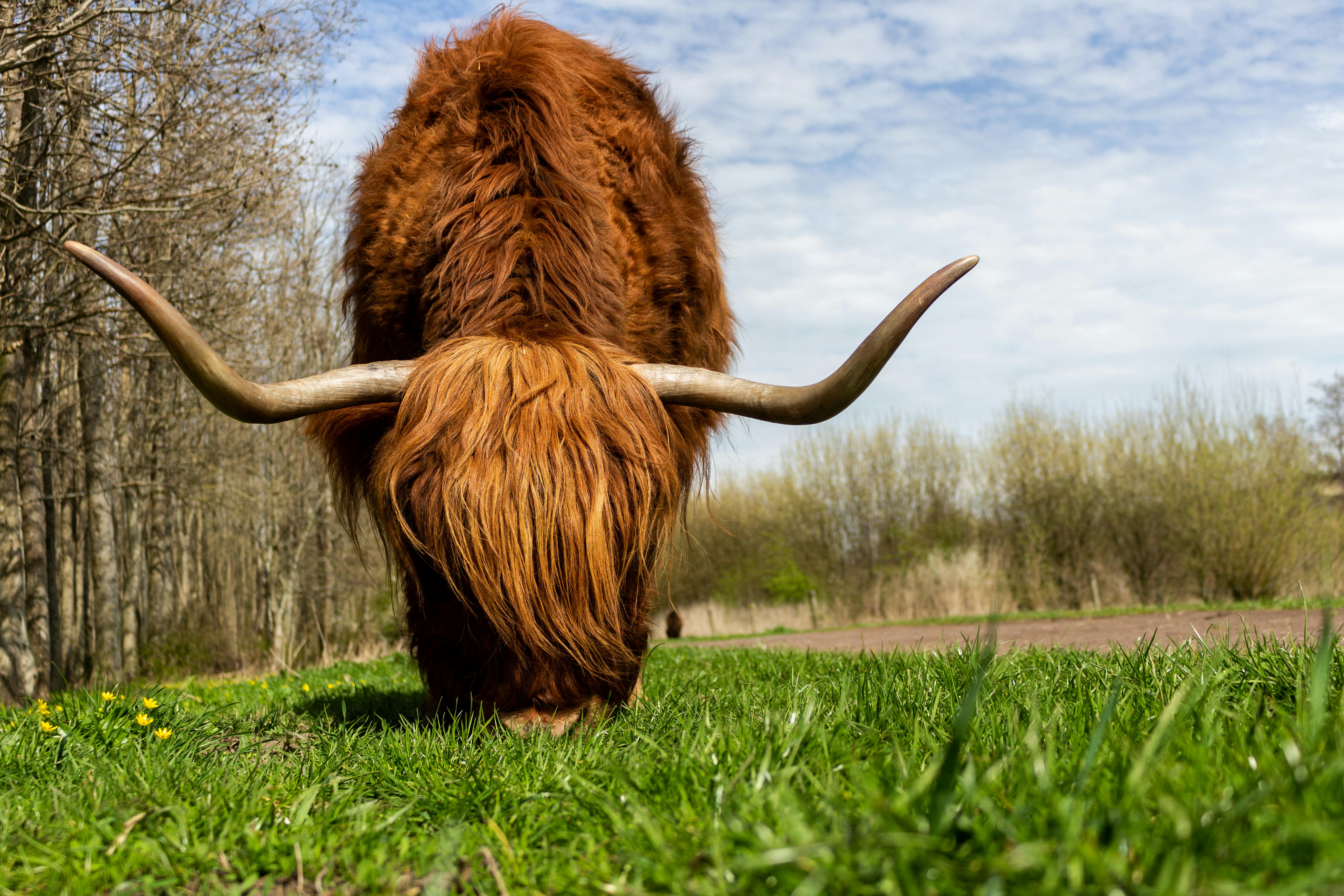 Gratis stockfoto van beest, boerderij, bomen.