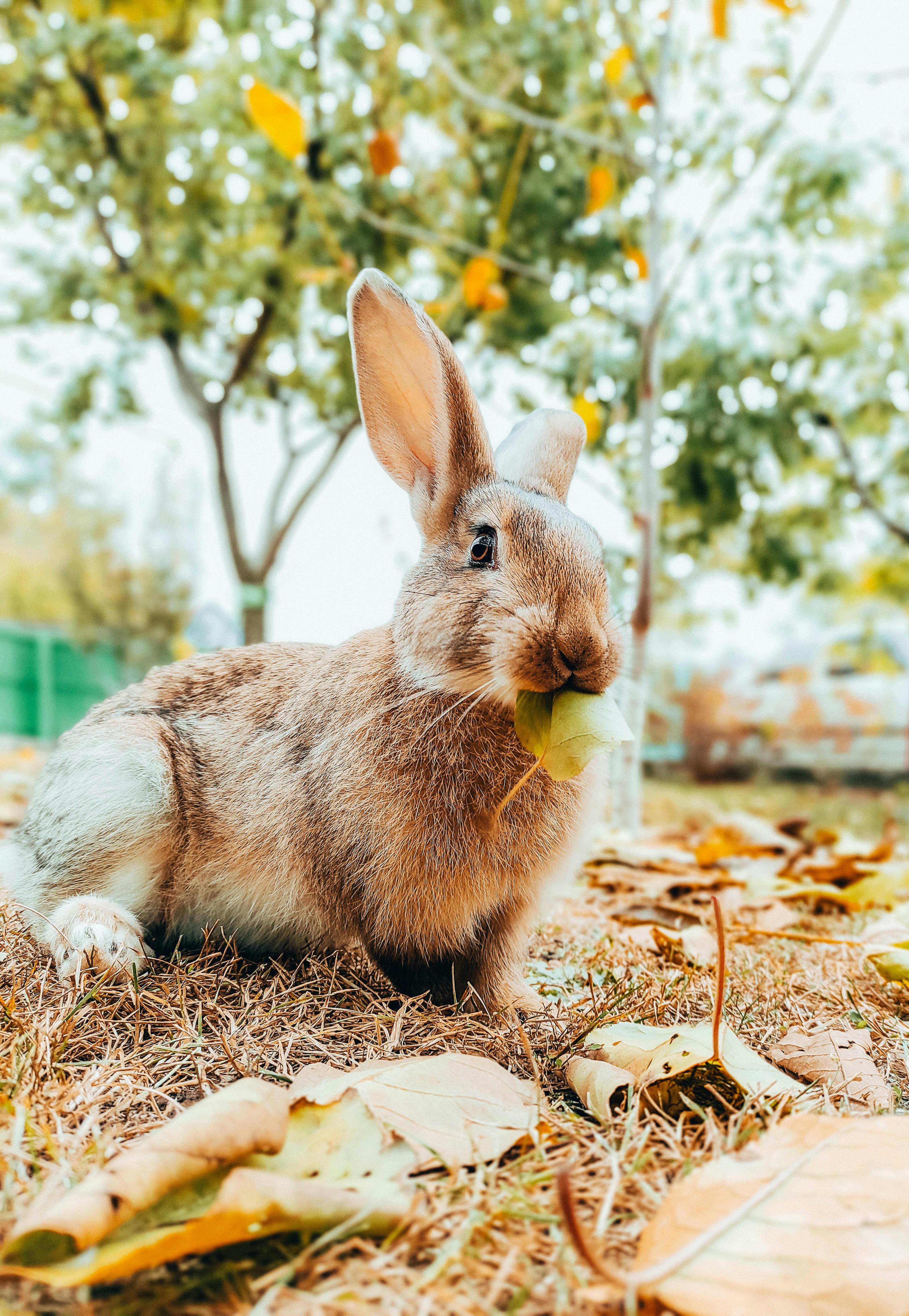 Photo of Rabbit · Free Stock Photo